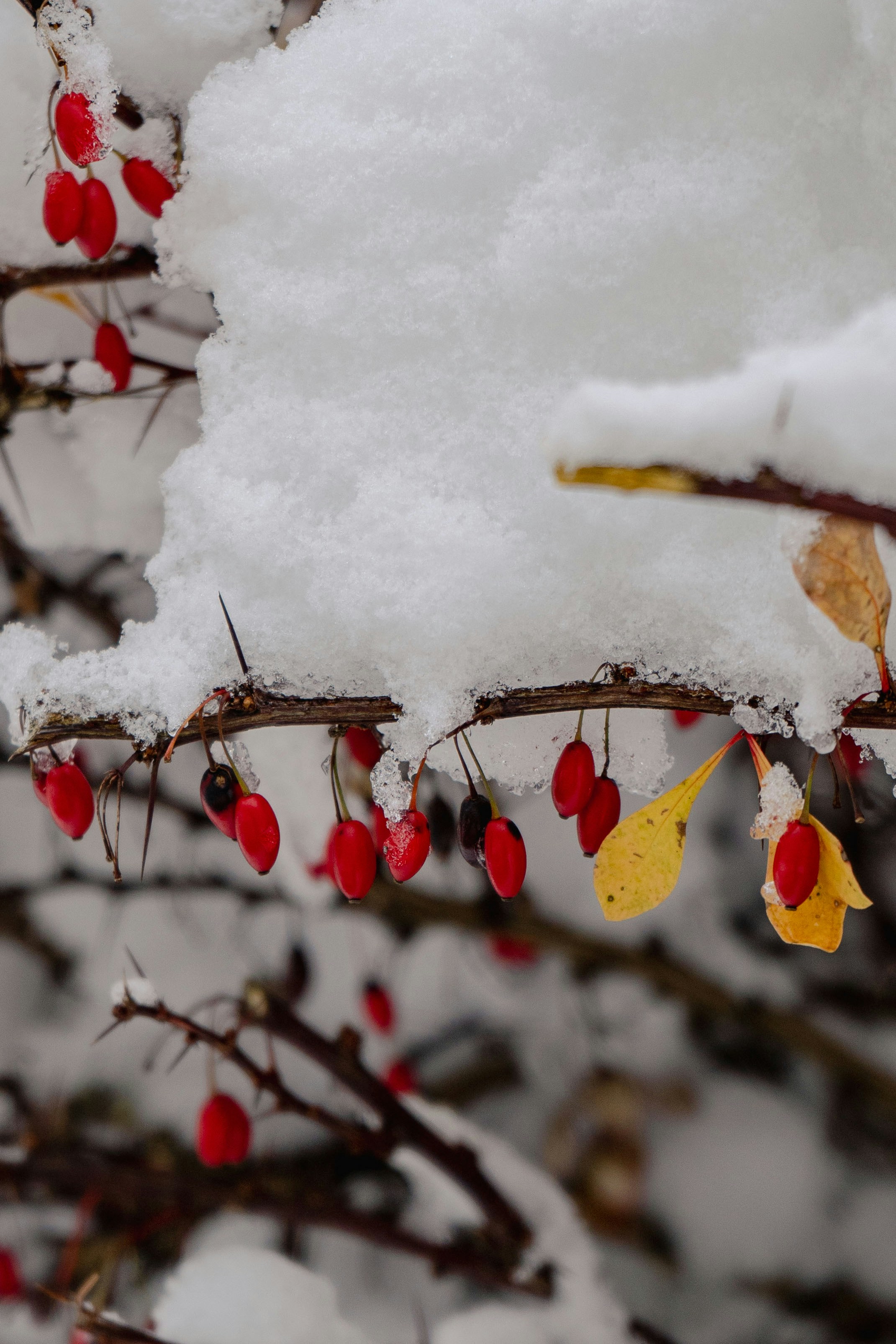 Photo by Melina Dominic Streit with Sony Alpha 7 III