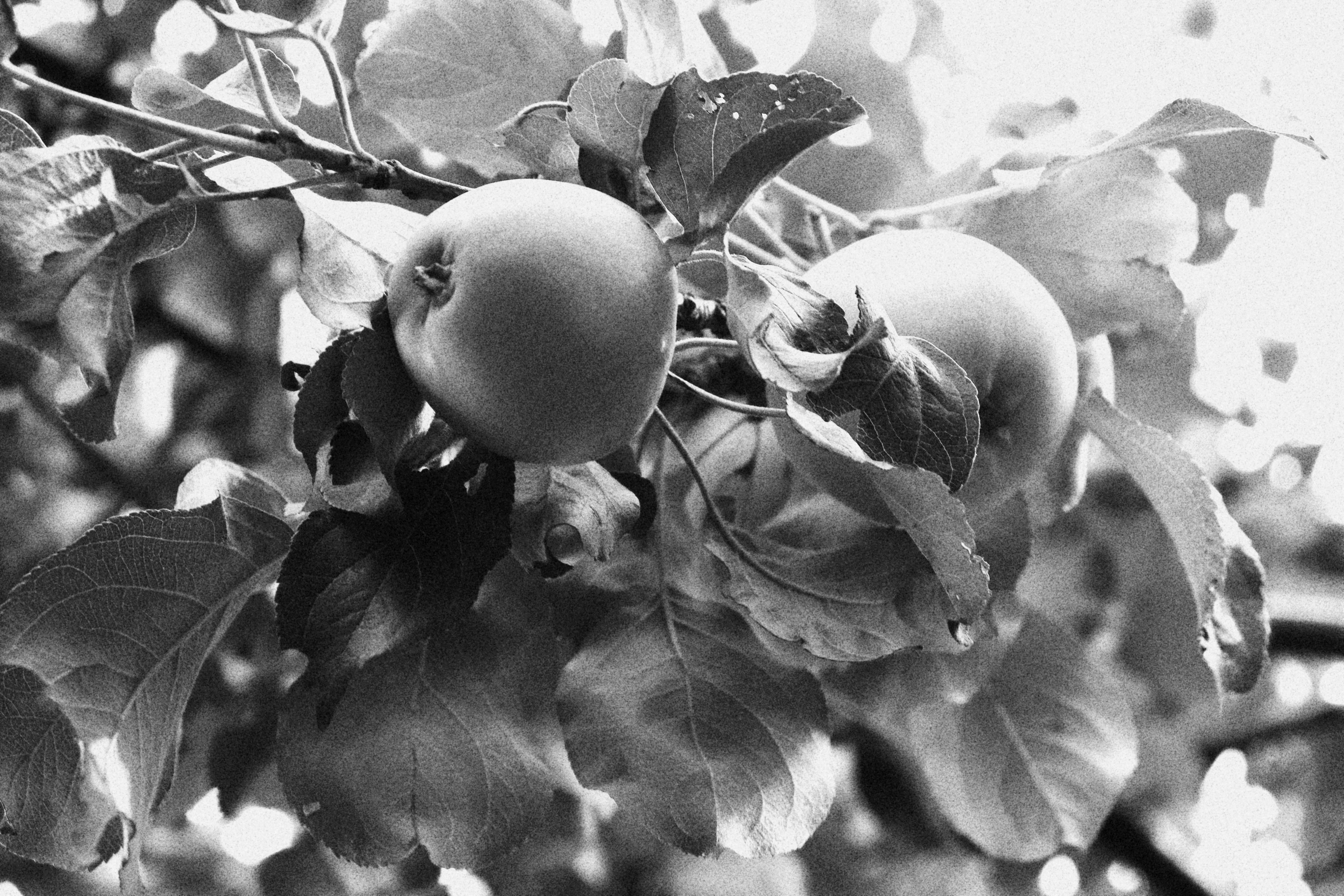 Monochrome Close-Up: Two apples Framed by Leaves on a Sunlit Branch