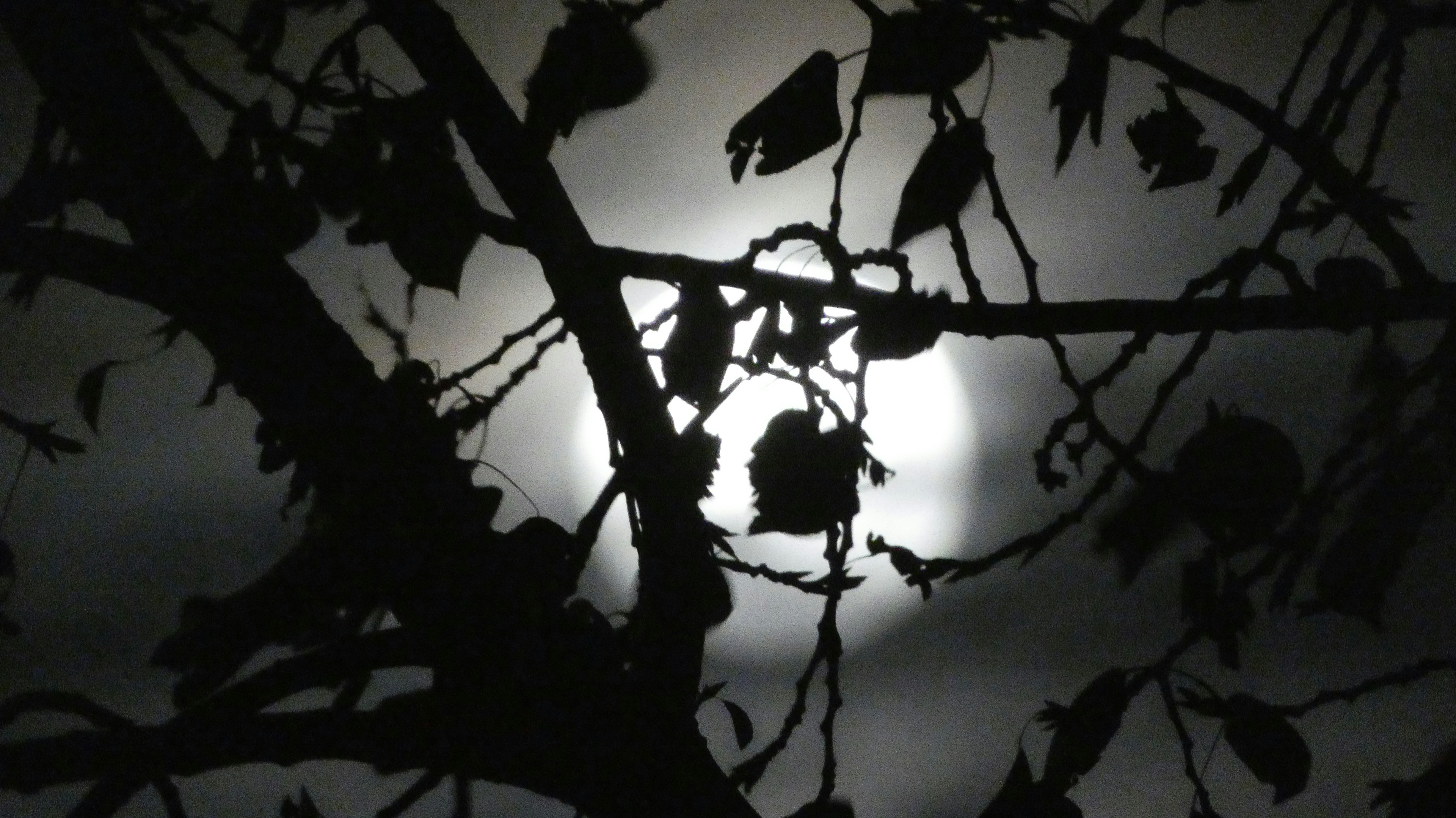 Black and white image of the moon hidden behind tree branches
