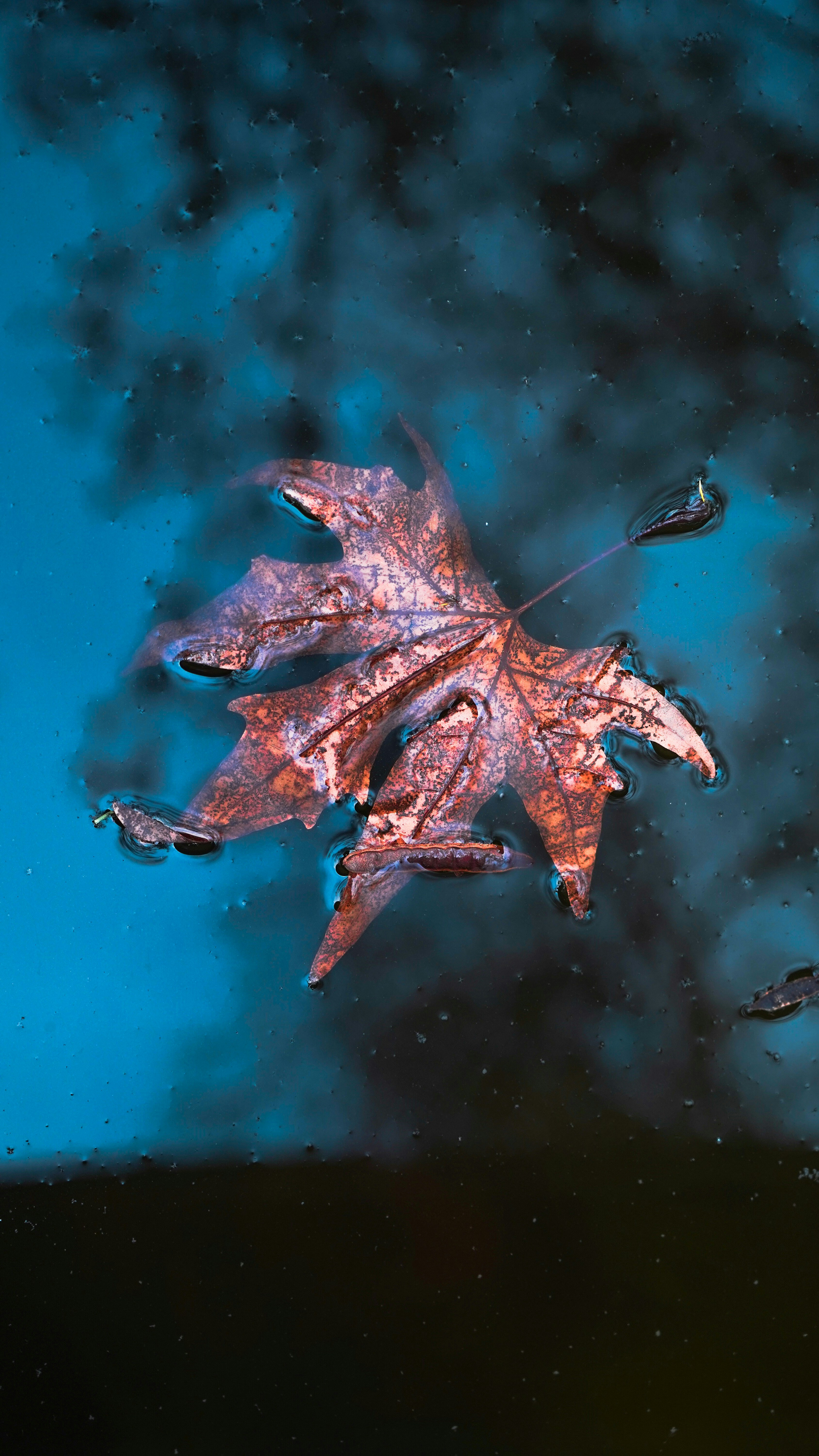 Crimson Maple Leaf Drifting Across a Cyan Water Mirror