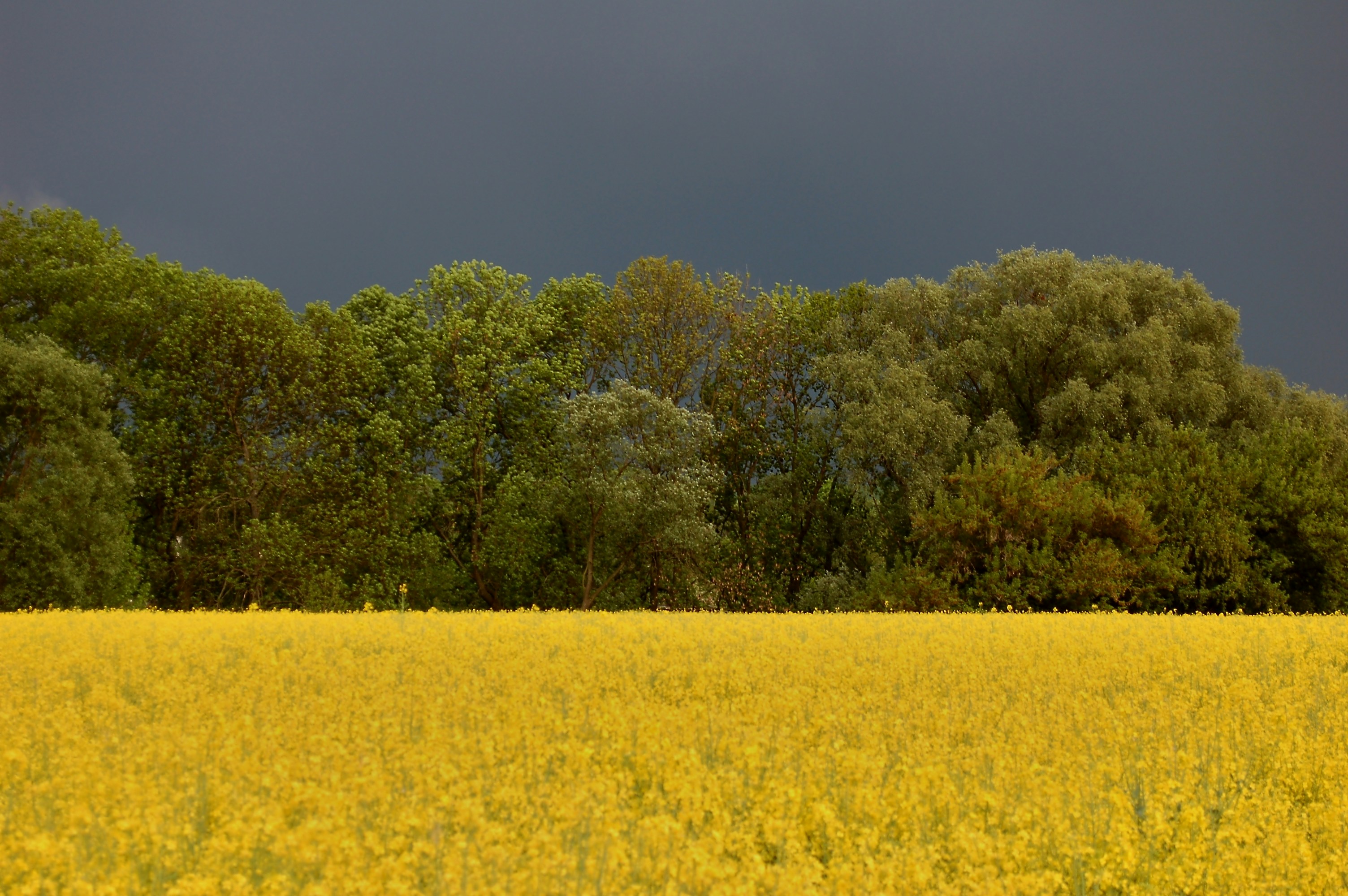 Yellow field of flowers with dark storm clouds above. photo – Free ...