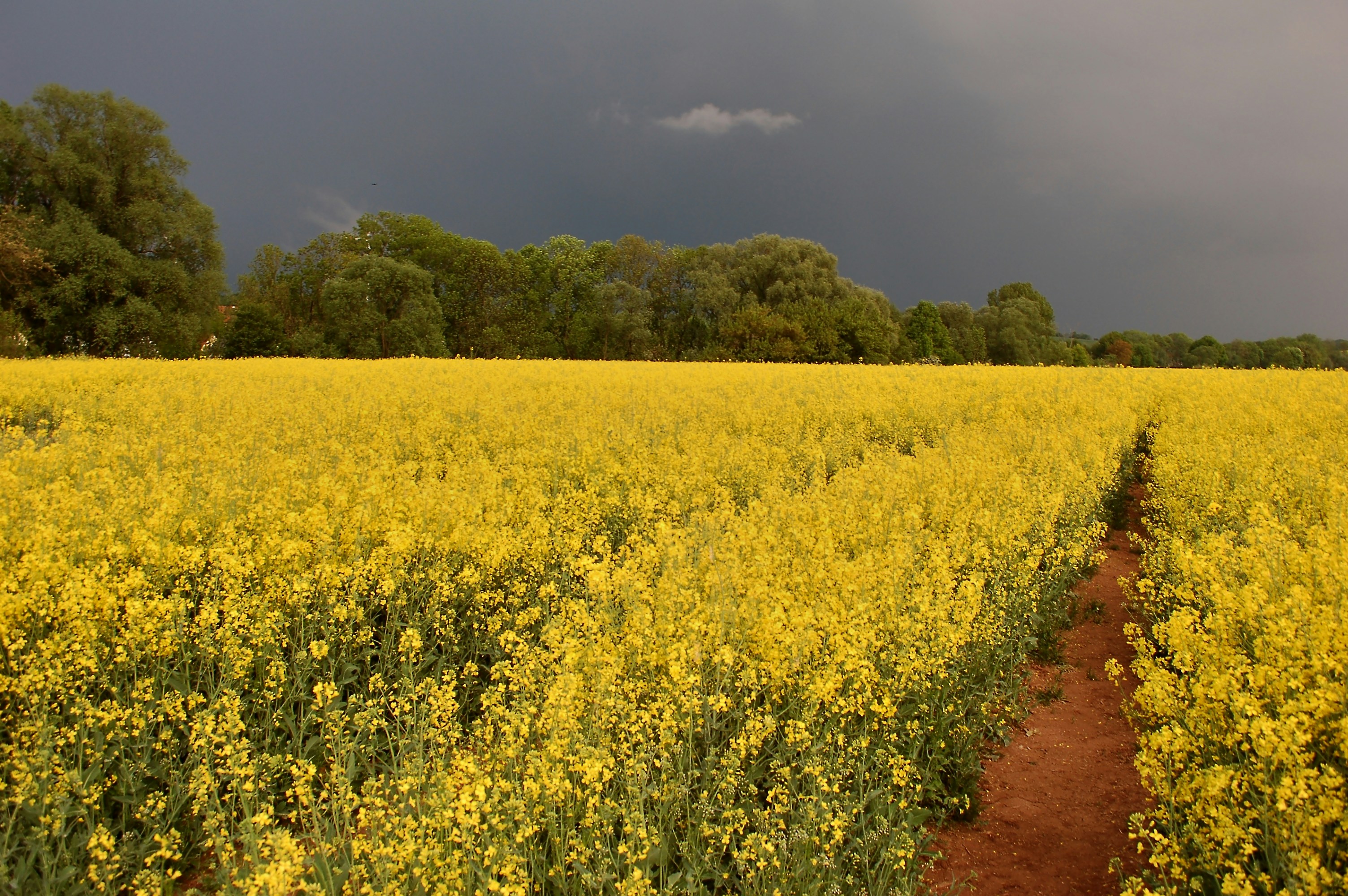 Golden Aisles Under a Tempest Sky