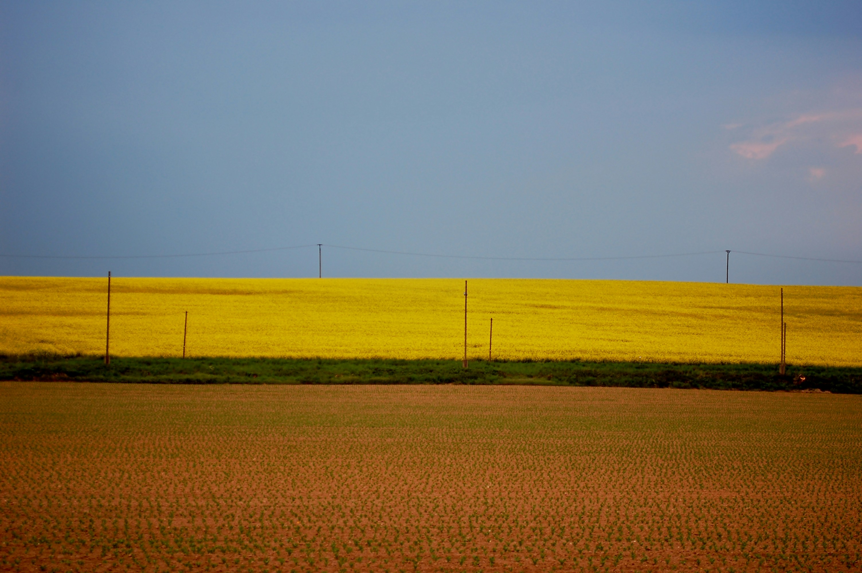 Canola Ribbon Across a Quiet Prairie Horizon