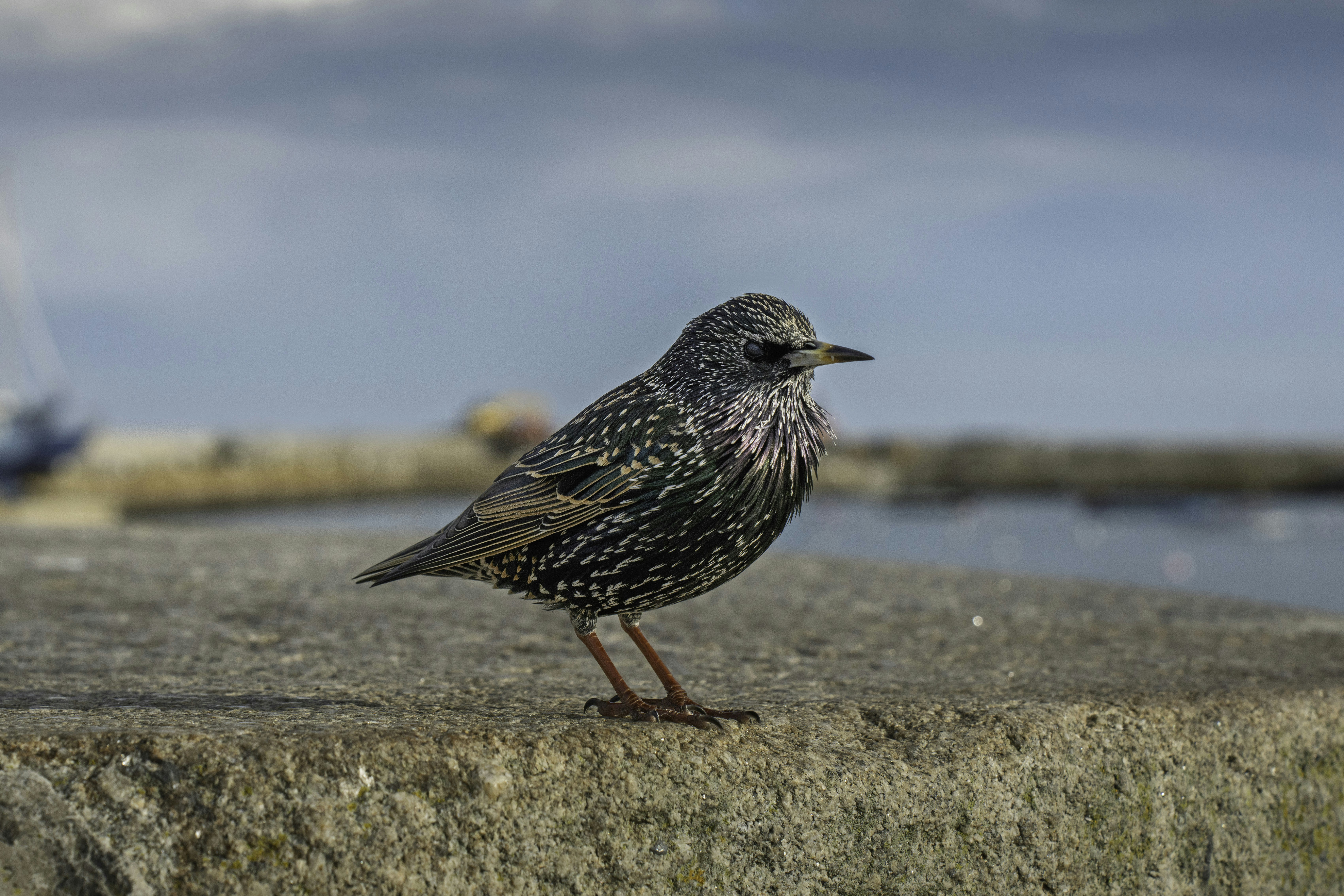 Iridescent Sentinel on a Concrete Breakwater