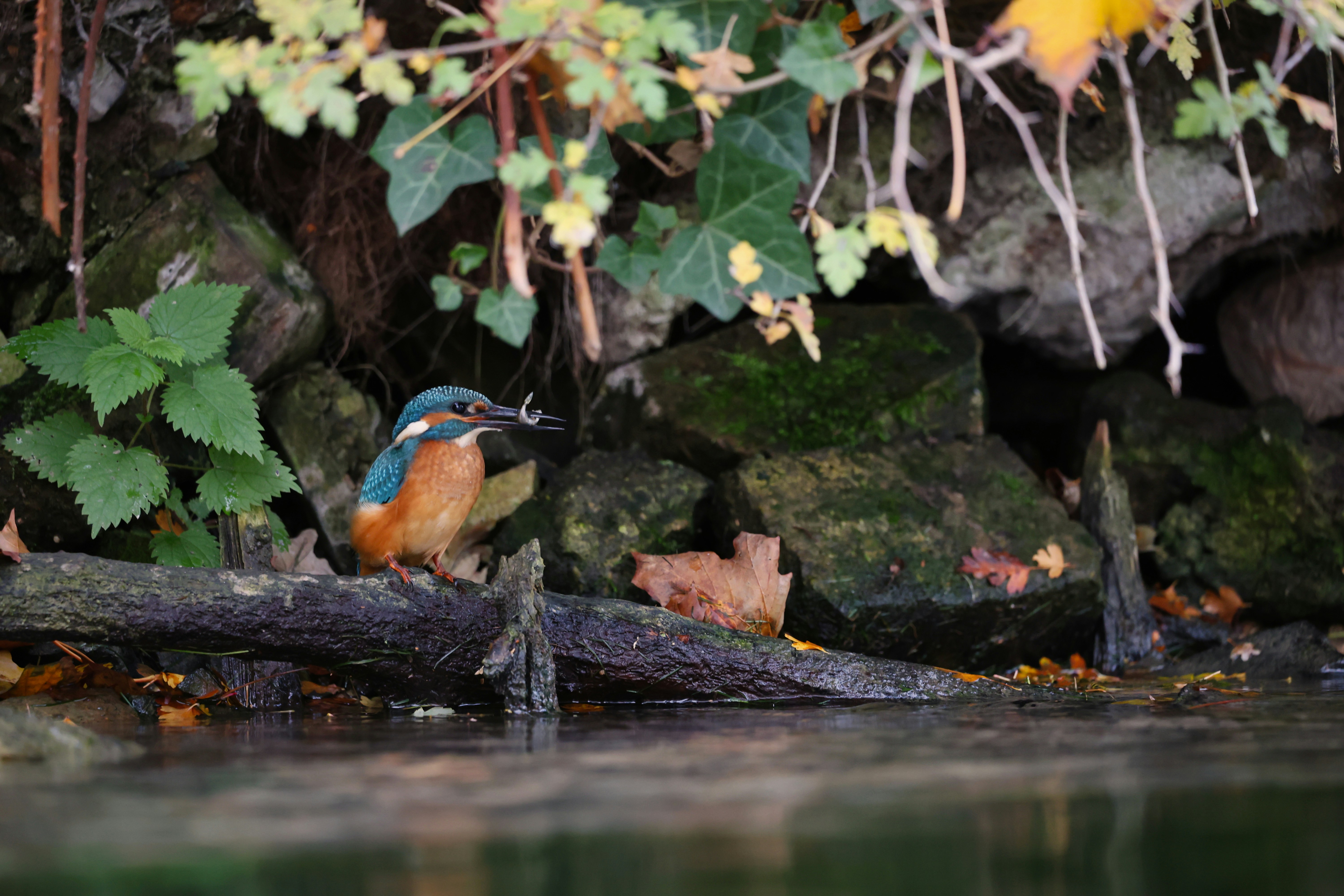Azure Kingfisher Perches on a Mossy Riverside Log Amid Autumn Leaves