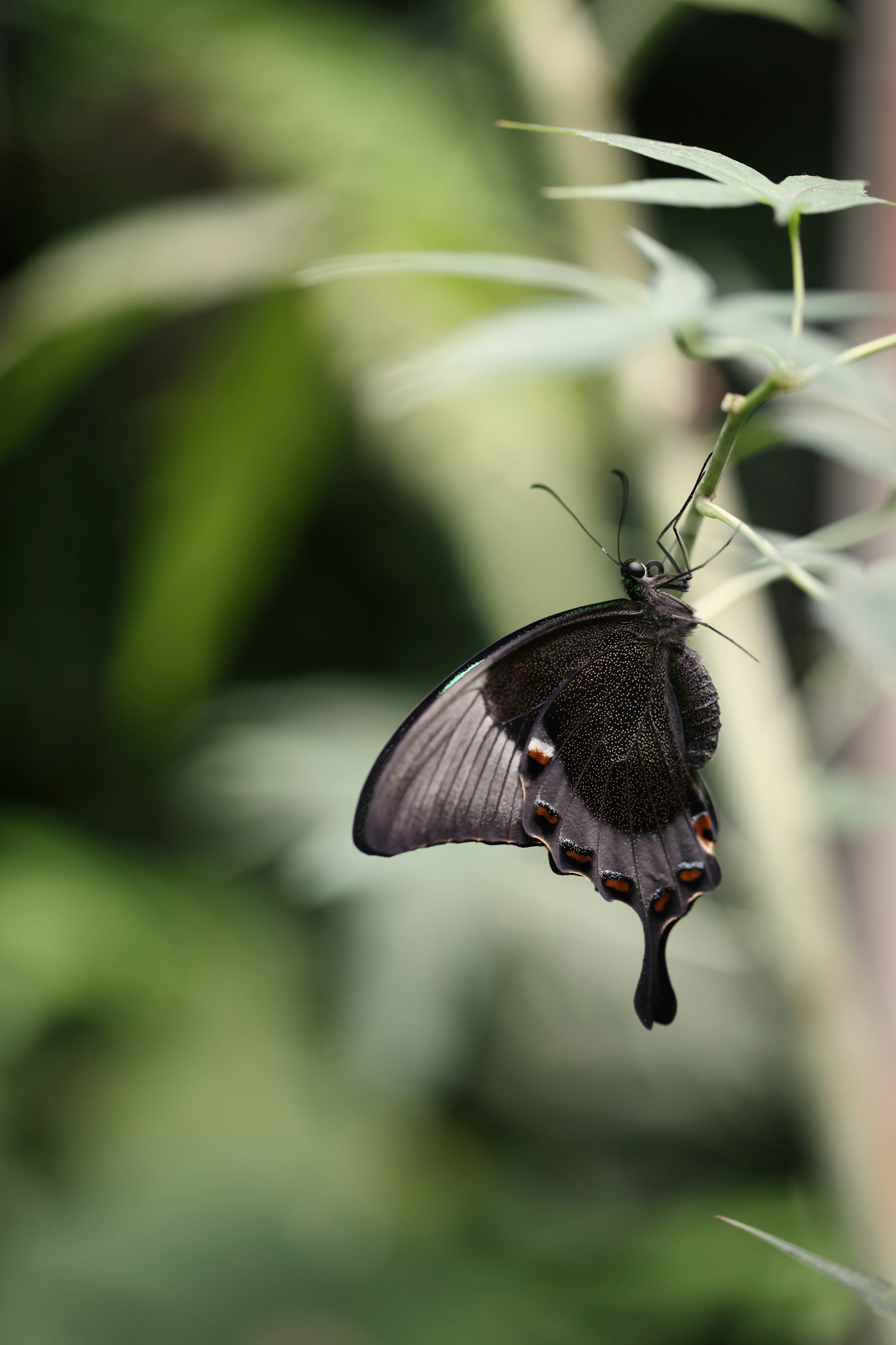 Sample photo from Canon EOS R6 Mark II