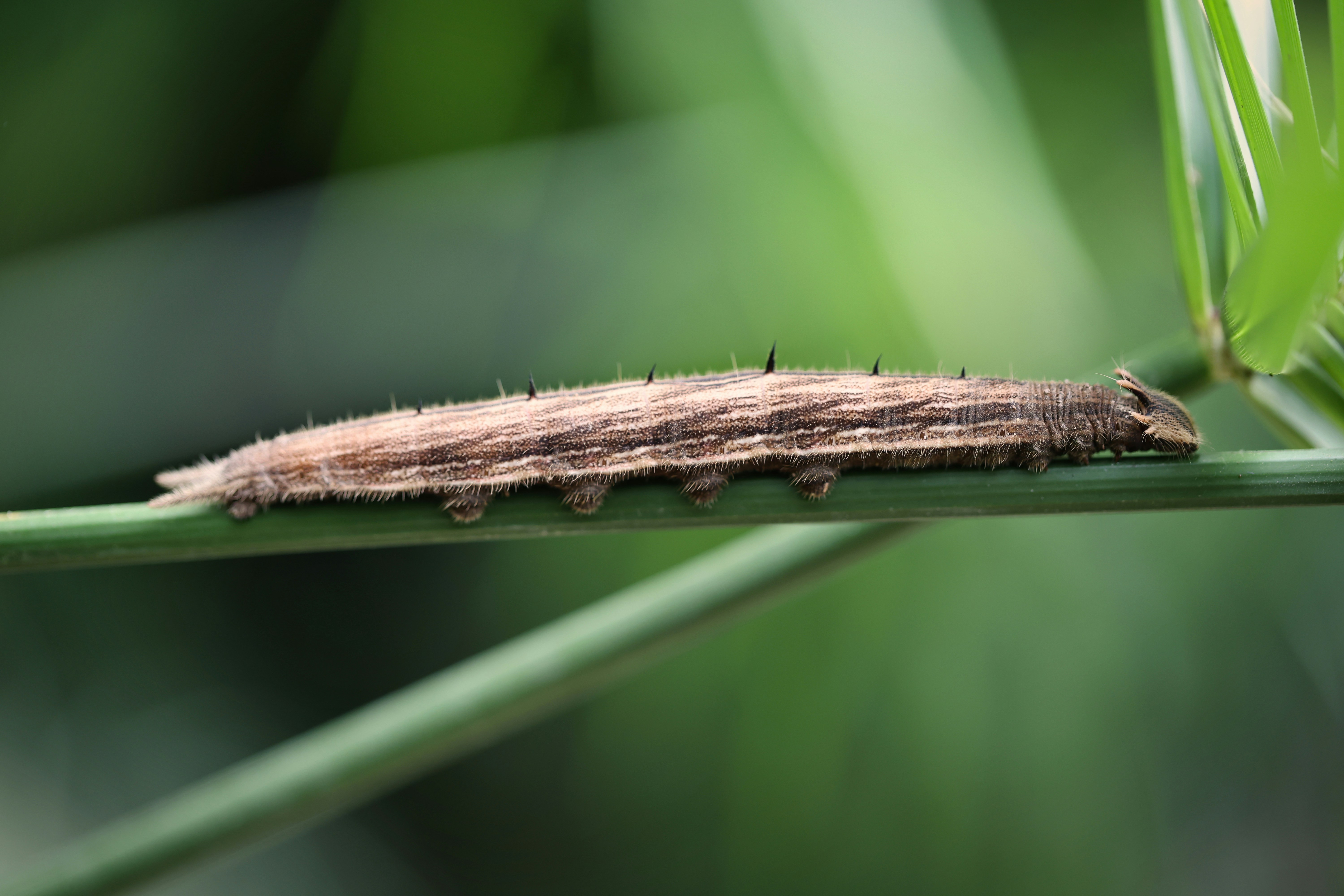 Quiet Micro Moment: A Brown Moth Resting on a Grass Blade