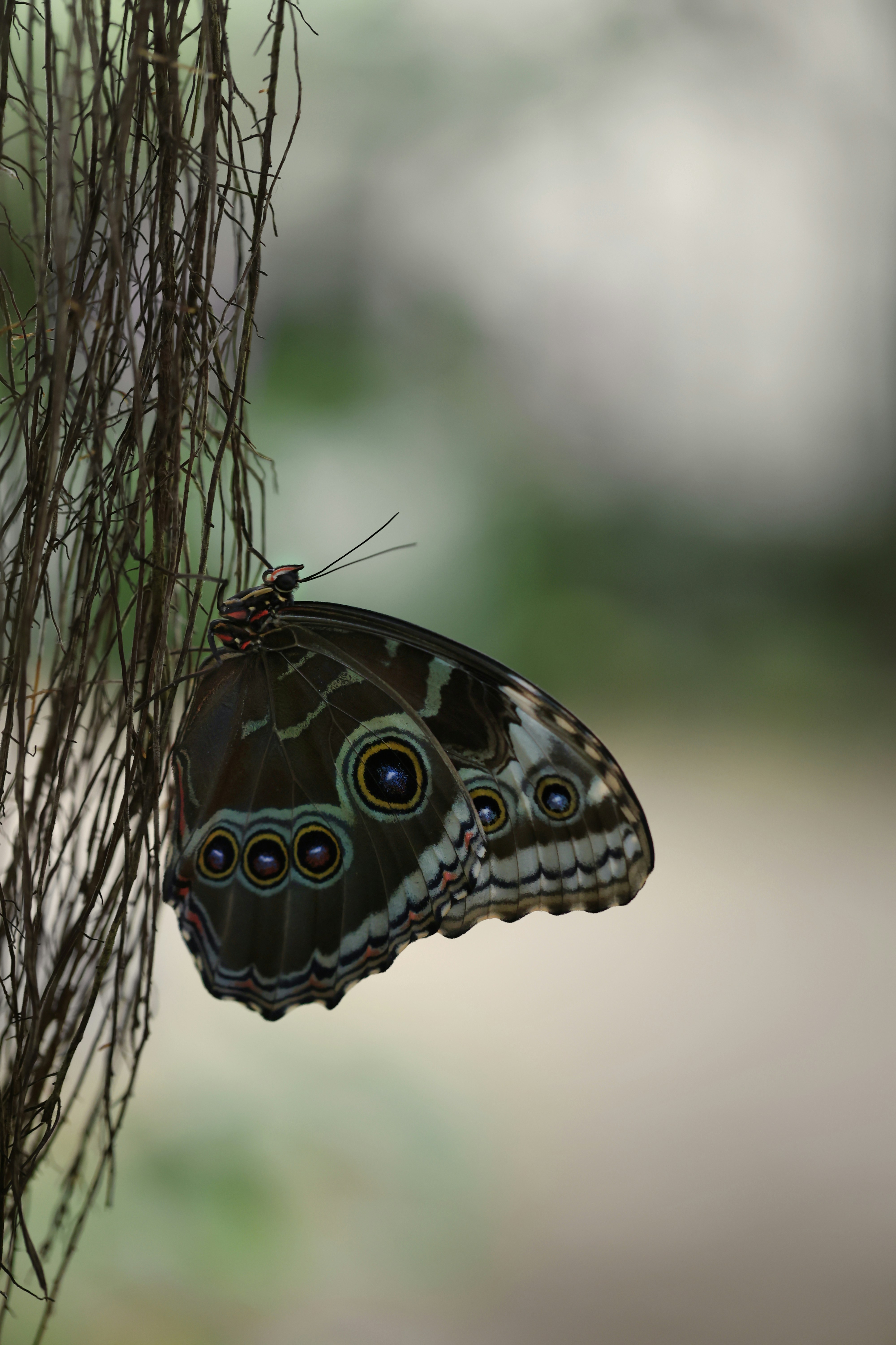 Eye-Spot Reverie: a butterfly clinging to dangling threads in a soft green blur