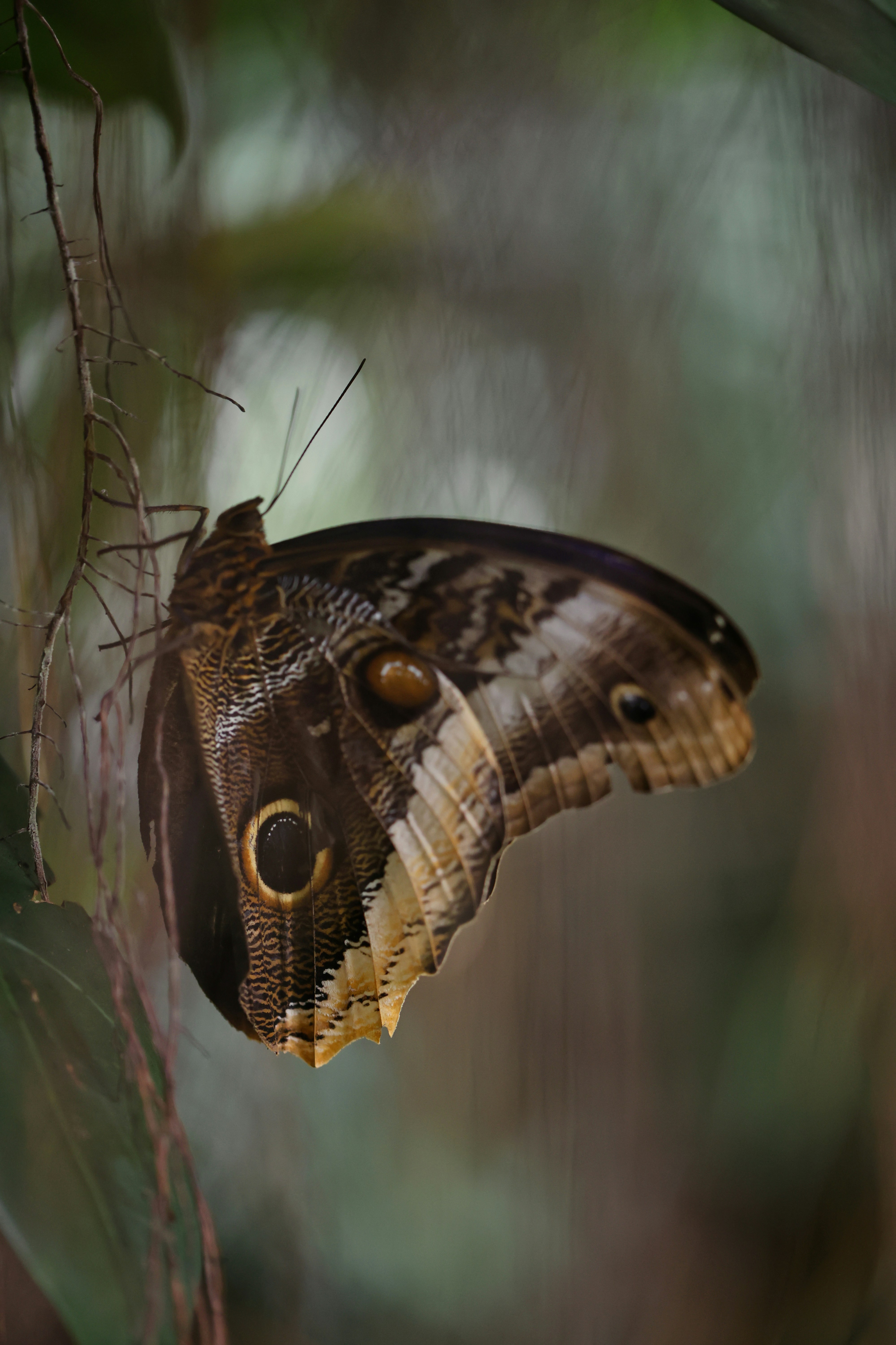 Eye-spot in the Green Veil: Buckeye Butterfly at Rest