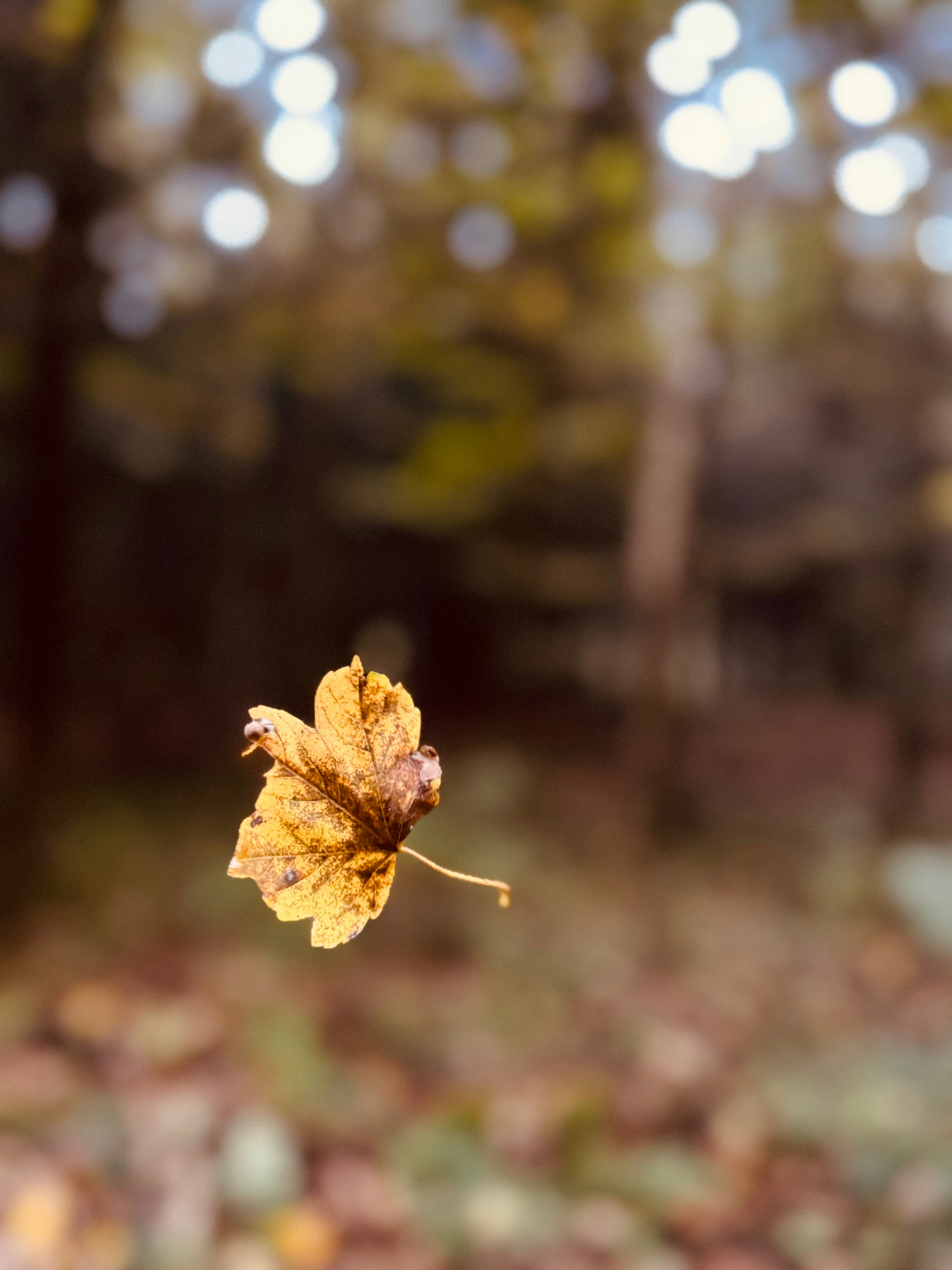 Amber Leaf in Focus: Velvet Autumn Bokeh