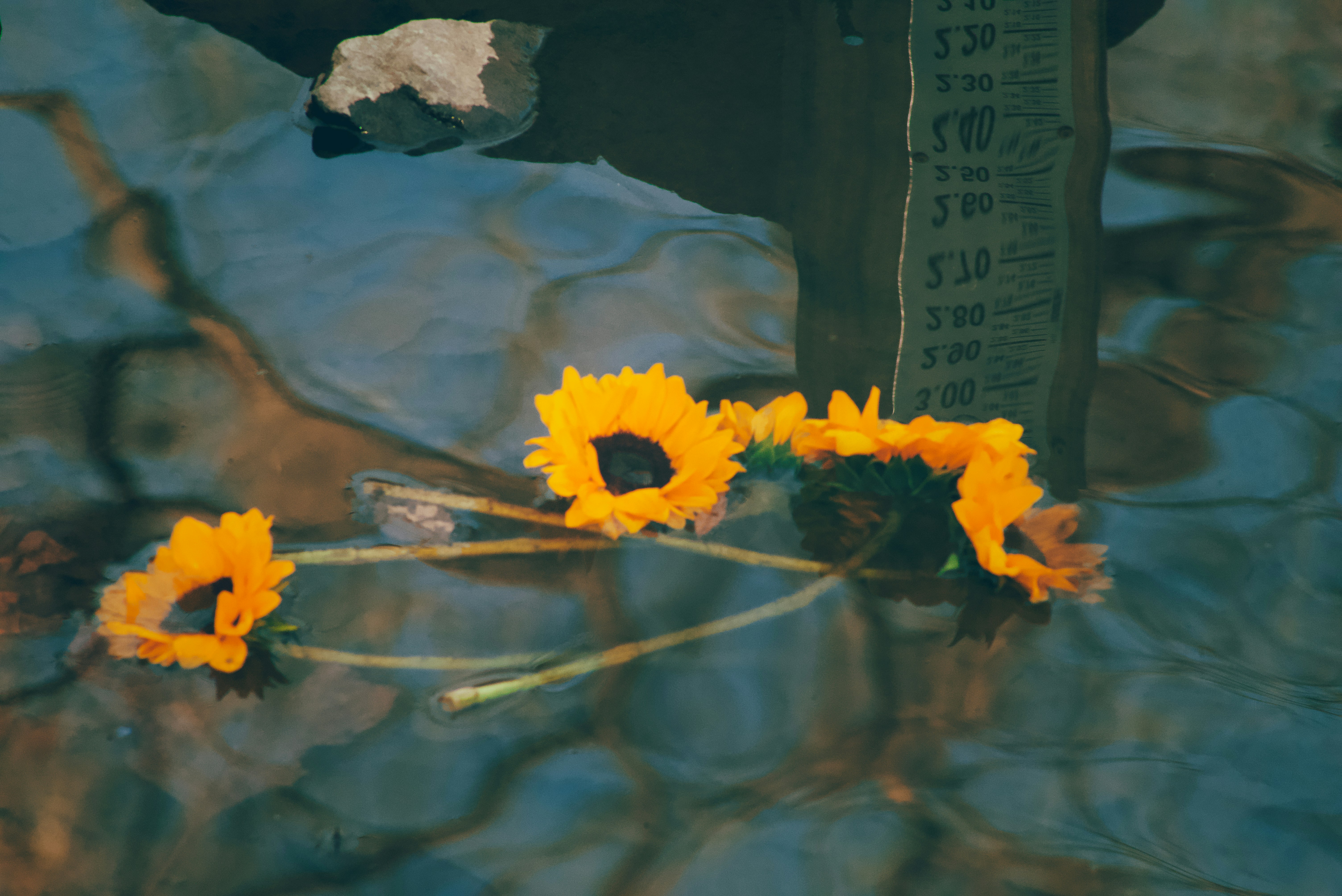 Sunflowers in the river