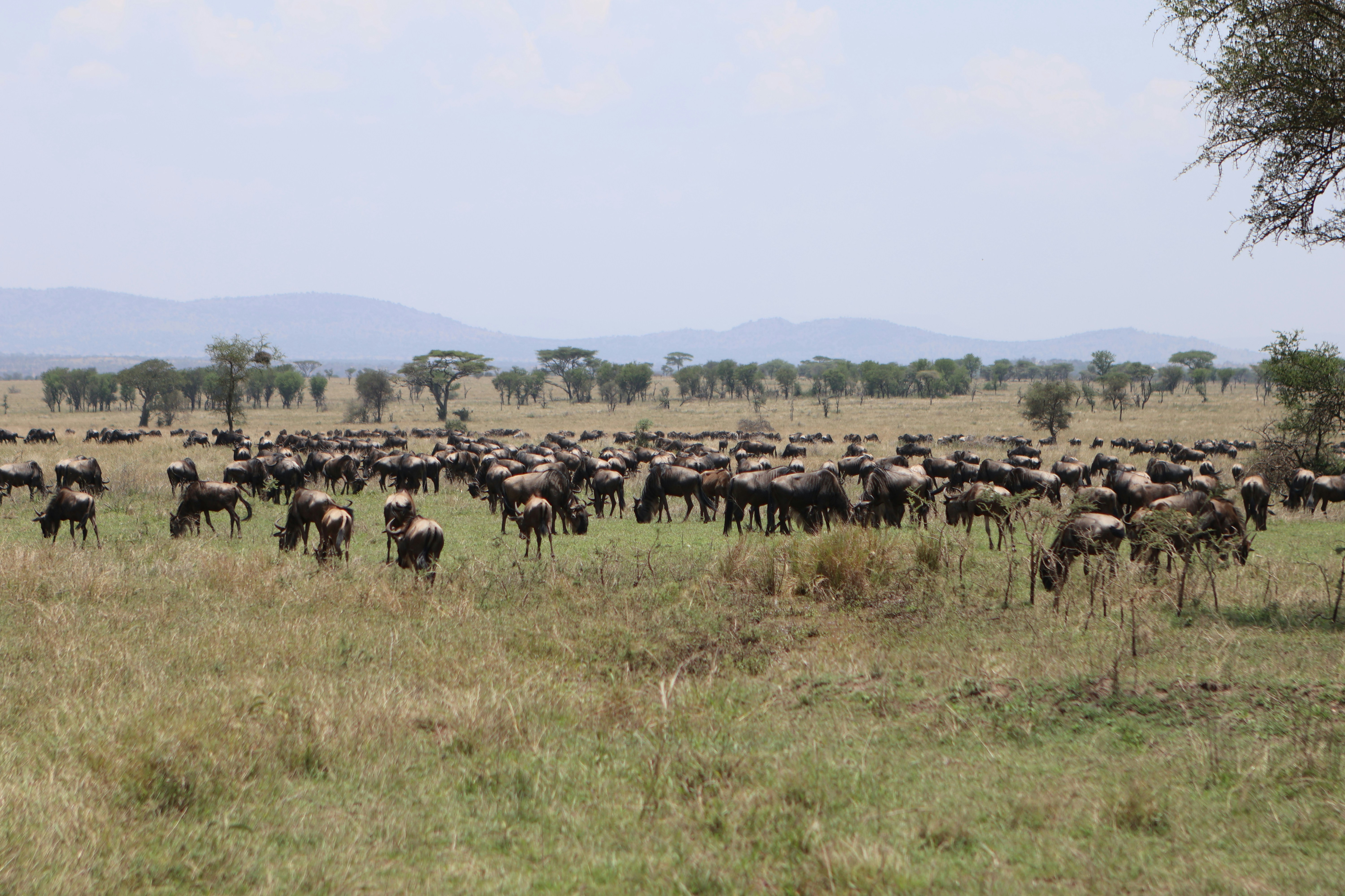 Wildebeest Convergence Across the Serengeti Plain at Daylight