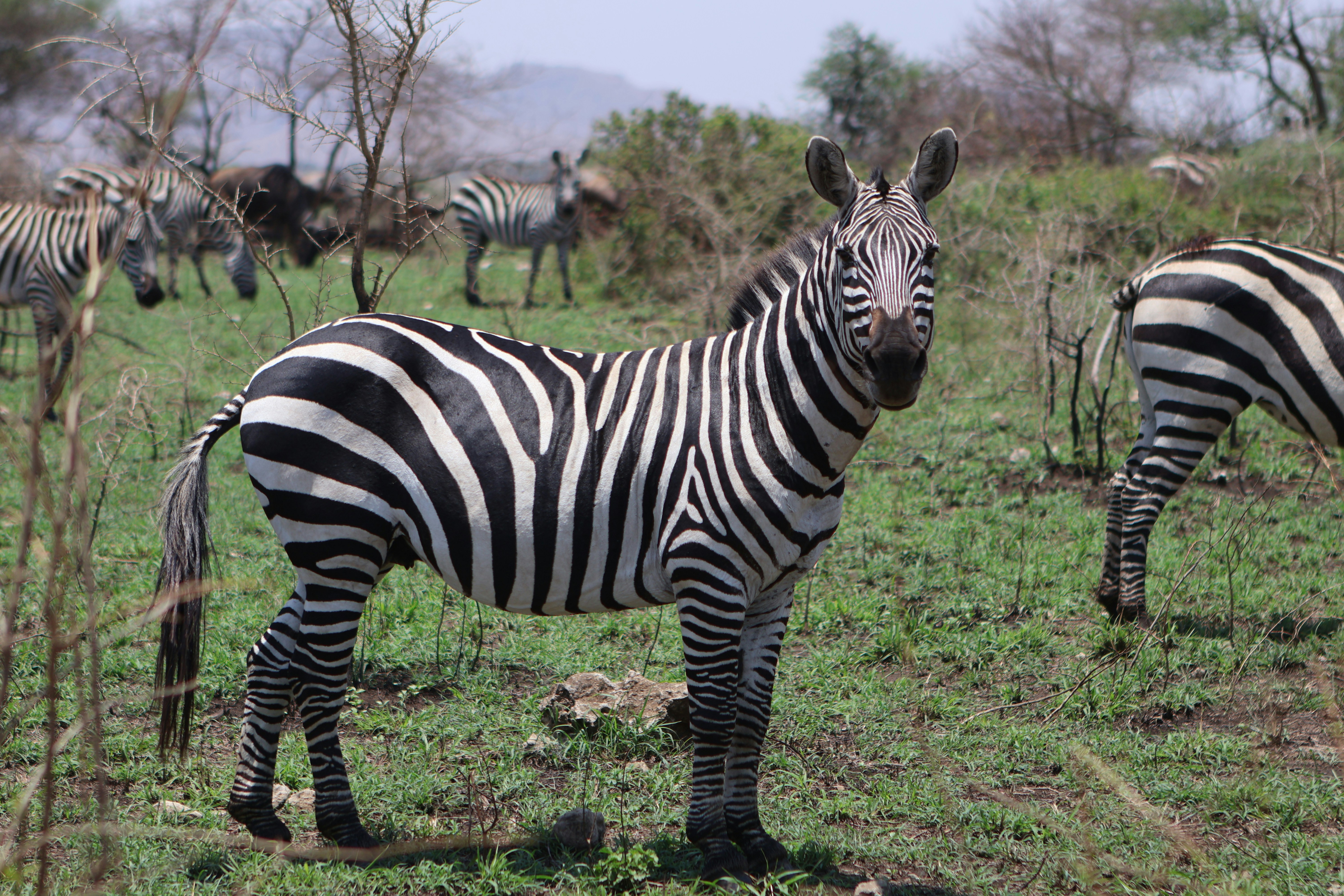 Central Zebra Portrait: Striped Sentinel Across Open Grassland