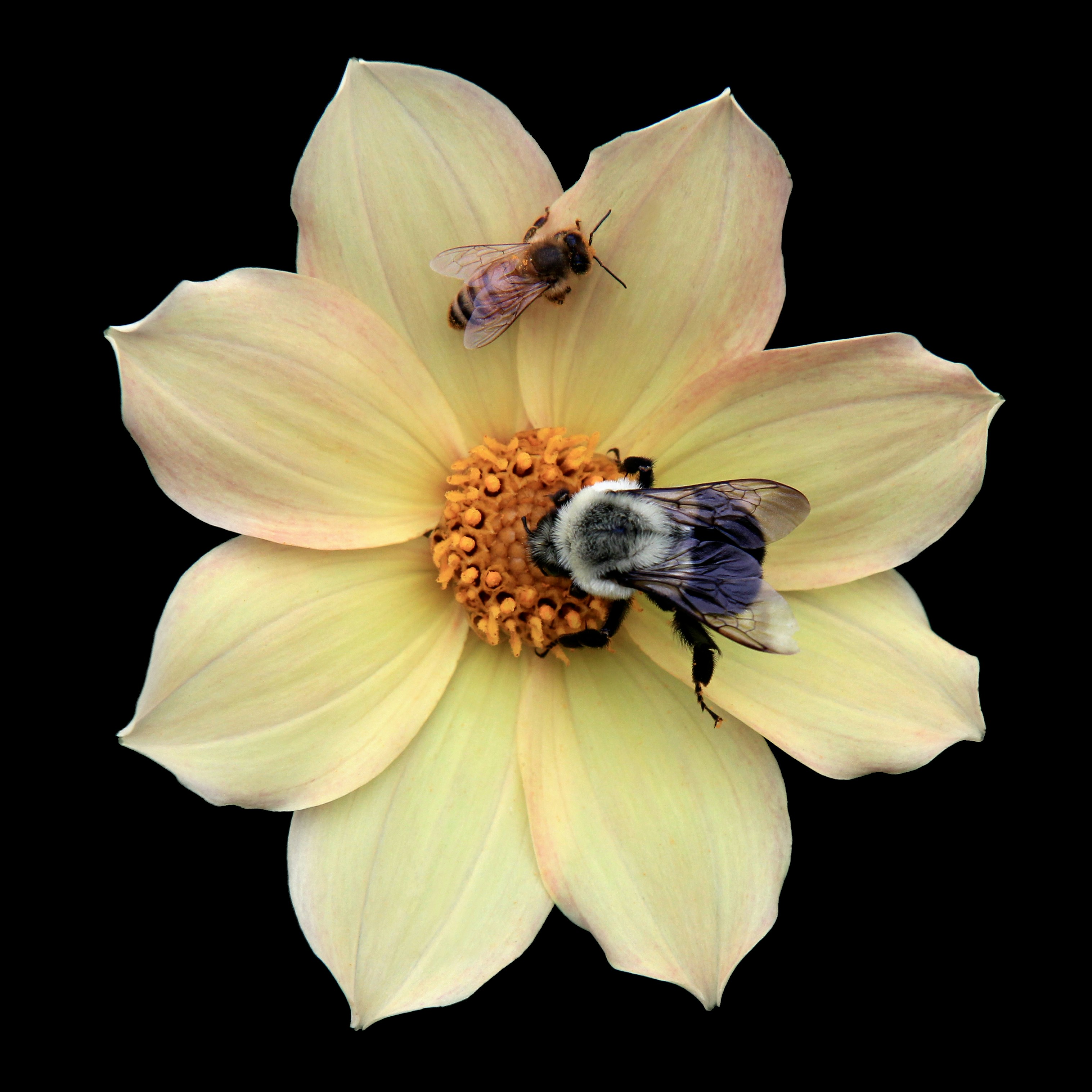 Two Bees on a Pale Dahlia Against Velvet Black Backdrop