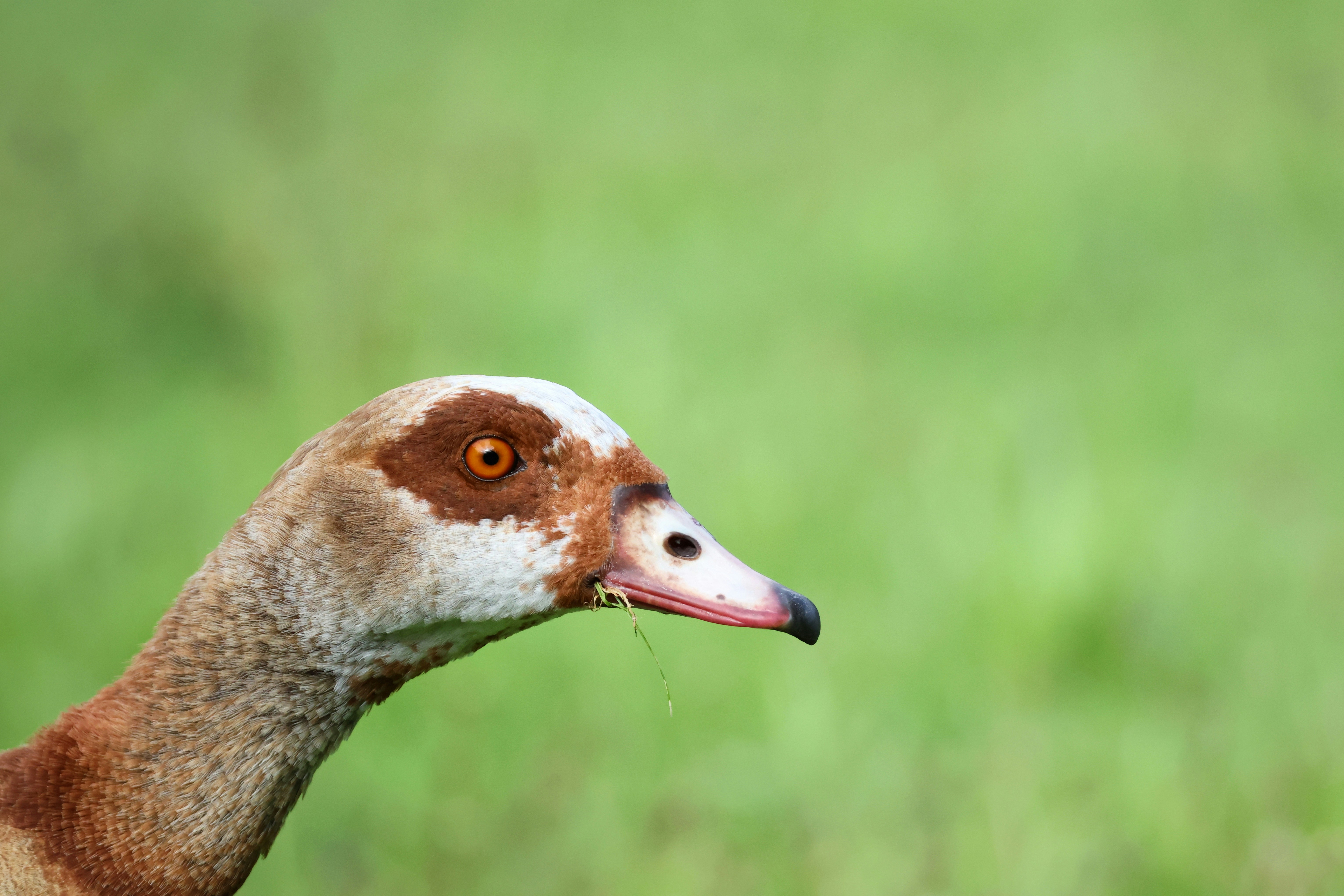Marshwatcher's Gaze: A Close-Up Portrait of a Goose Against Verdant Blur