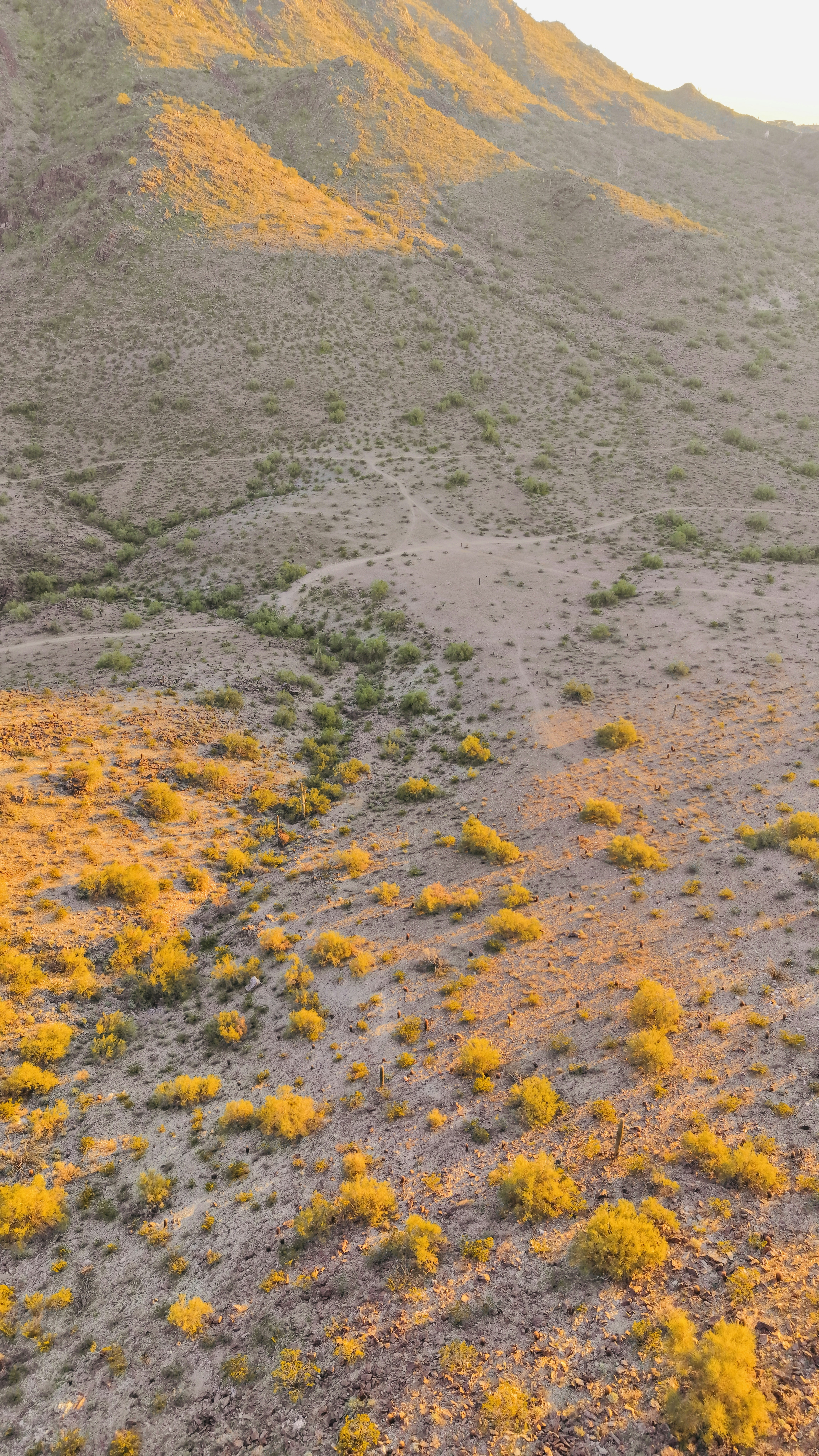 Golden hour light illuminates a desert landscape with sparse vegetation.