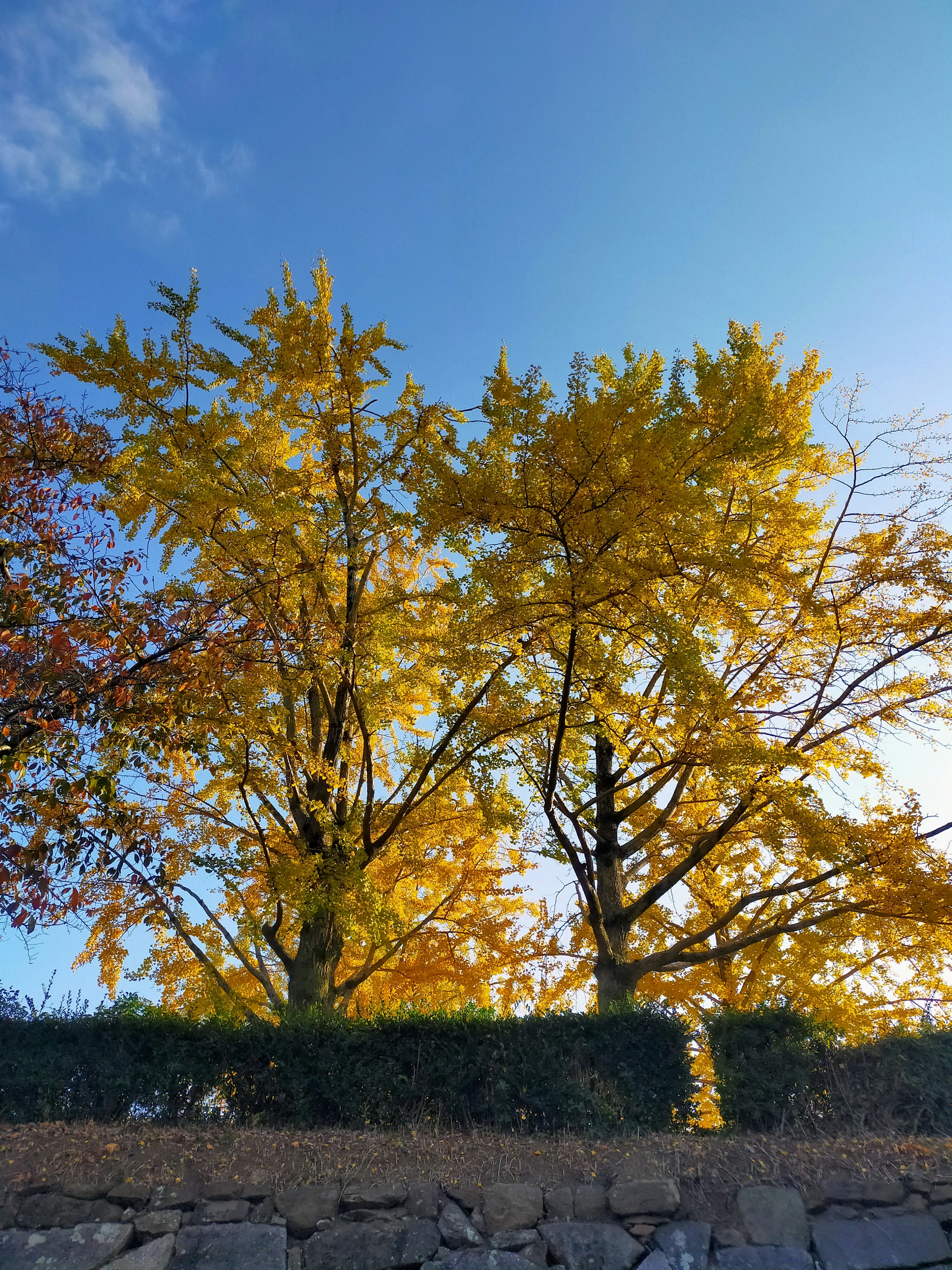 Golden ginkgo trees against a bright blue sky.