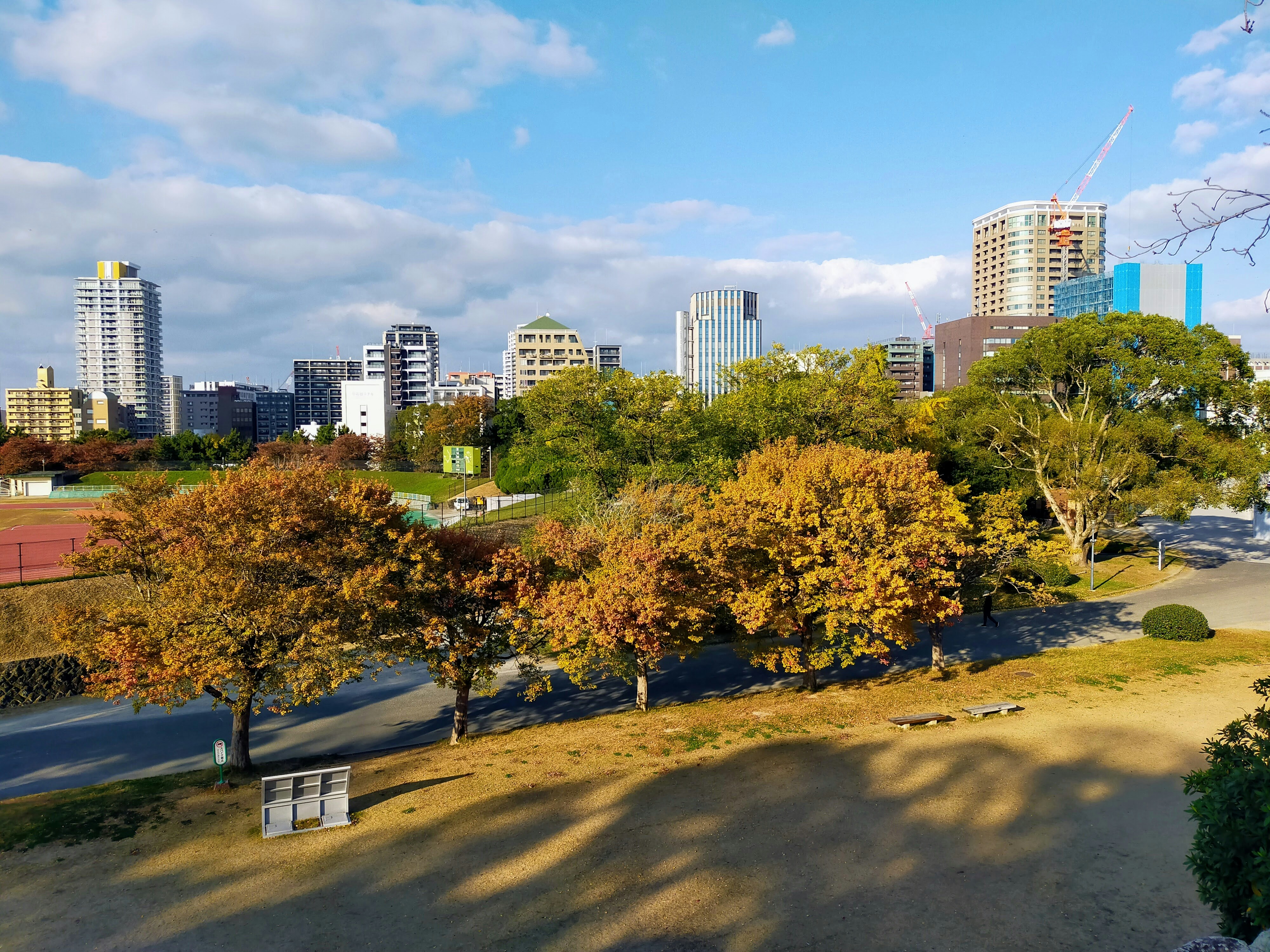 Autumn trees with city buildings in the background.
