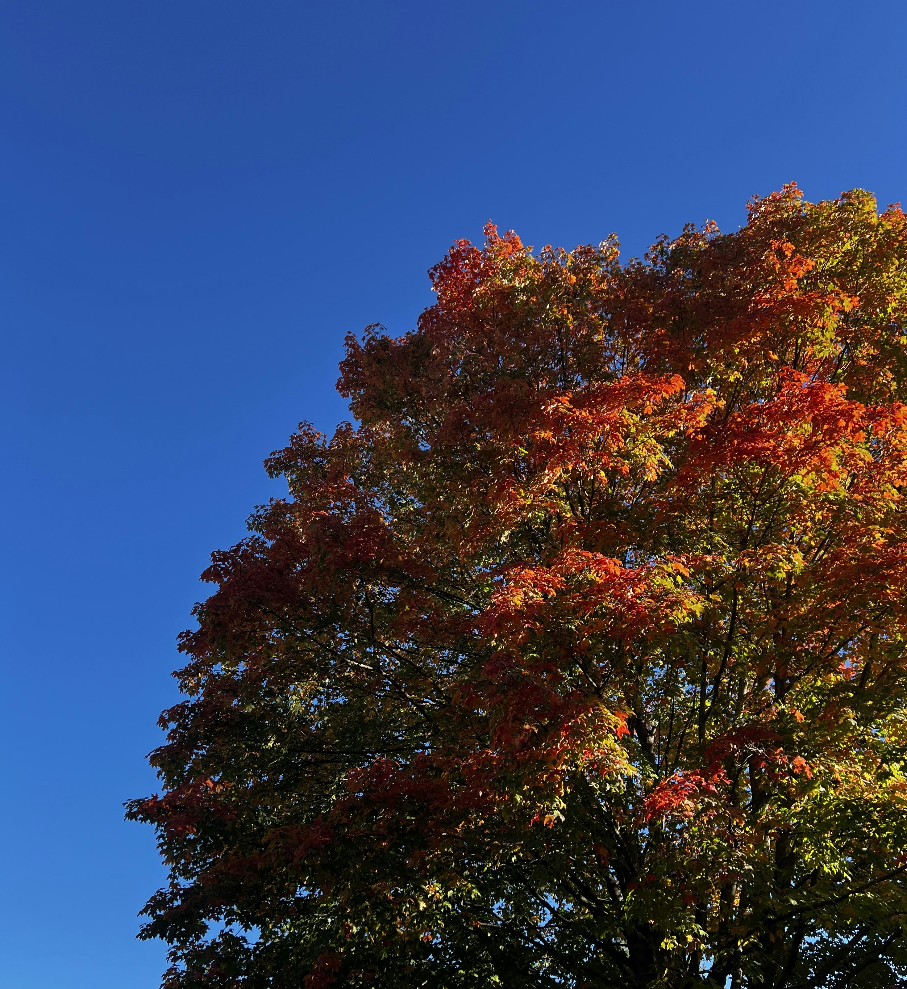 red and yellow tree against blue sky