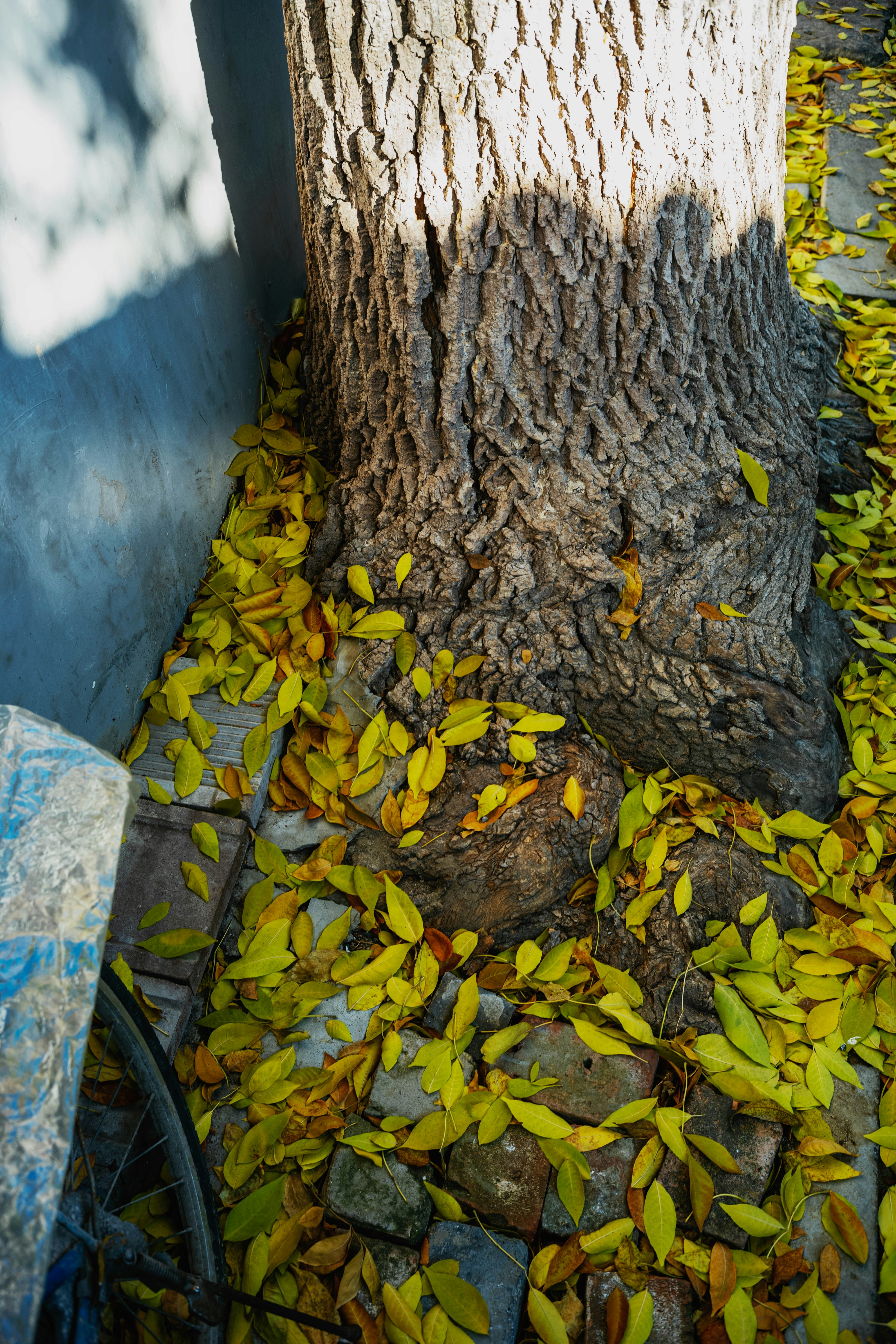 Gilded Leaves at the Foot of a Weathered Trunk by a Quiet Blue Wall