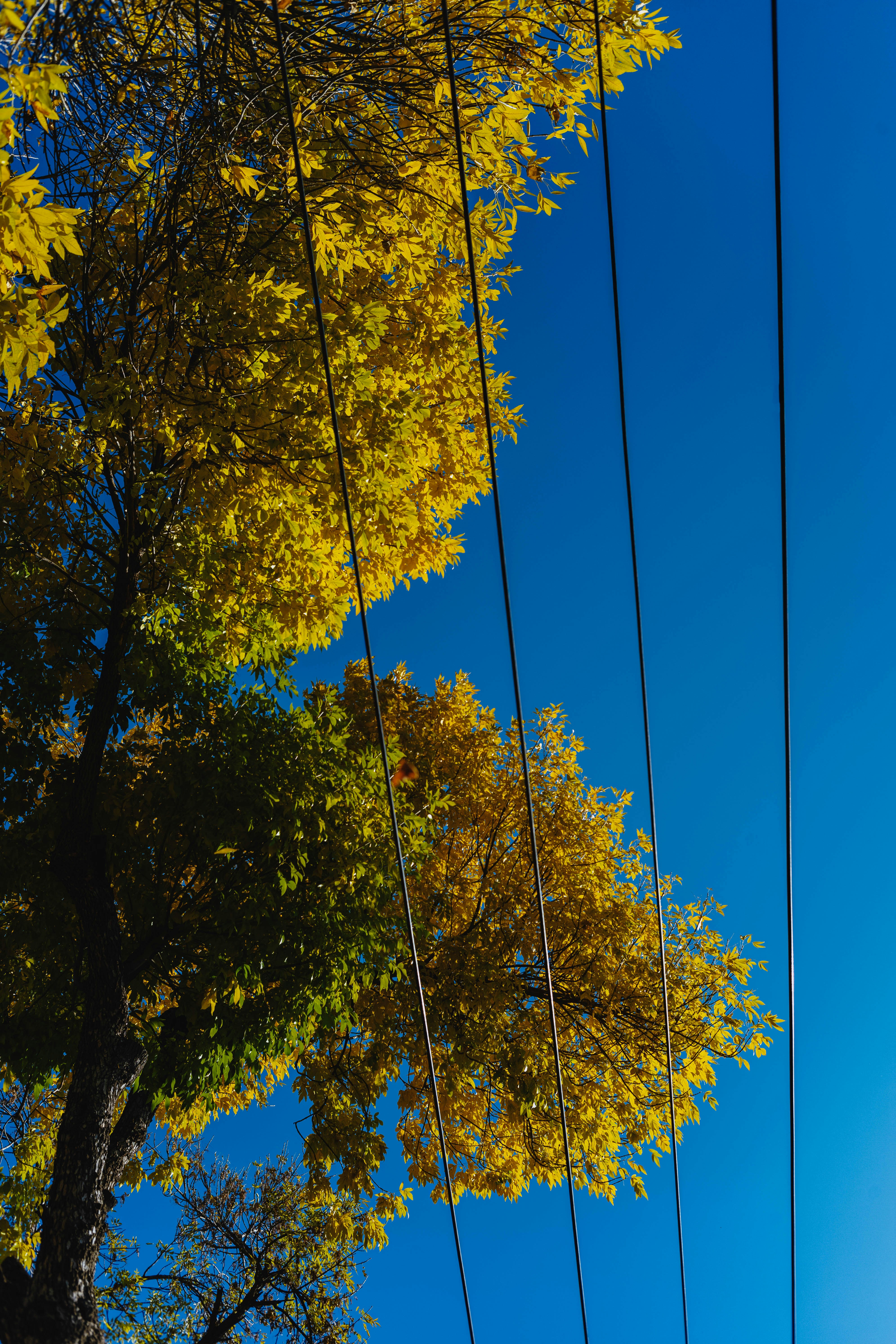 Wired Autumn: Golden Canopy Against a Cerulean Sky