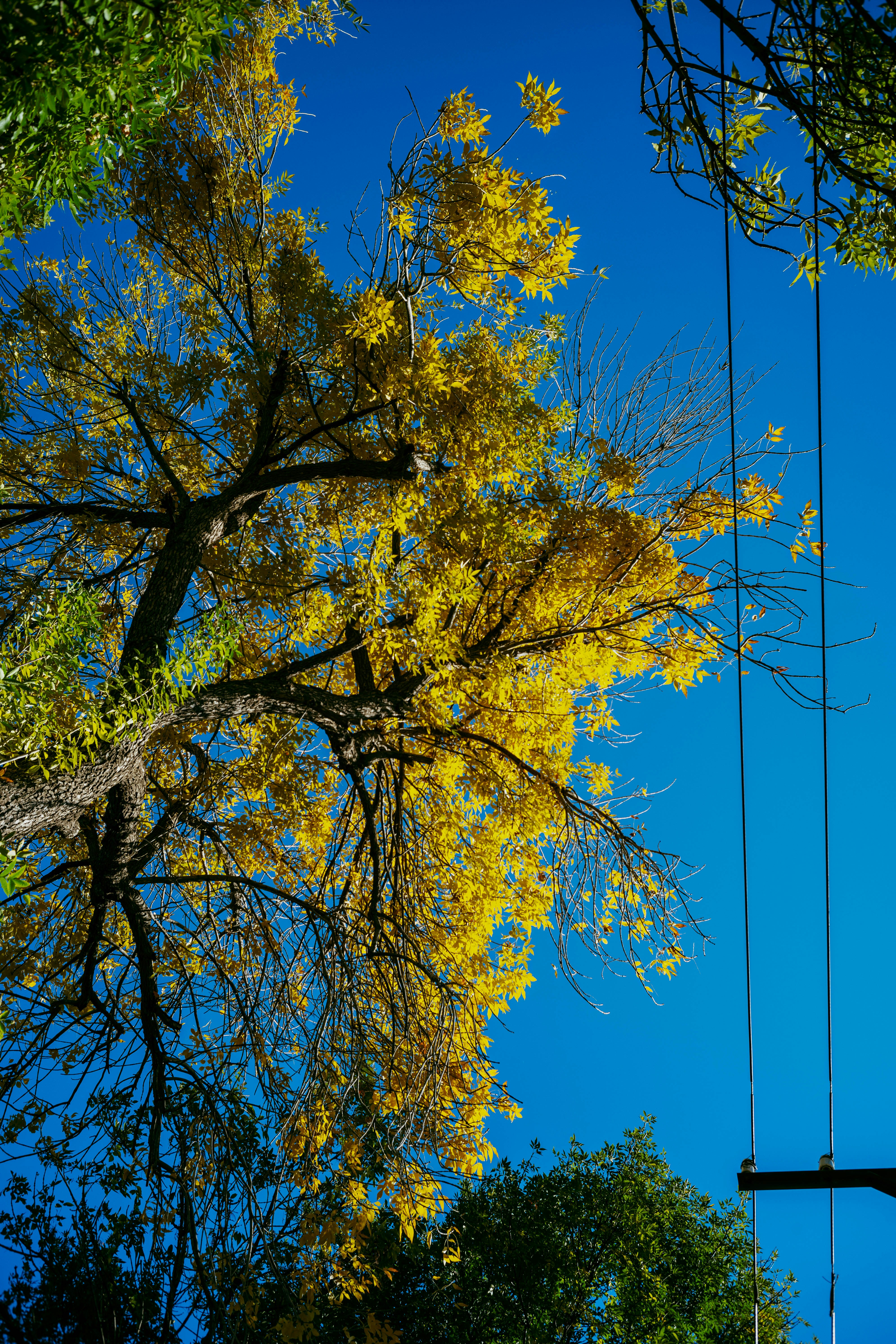 Amber Canopy Under a Cerulean Sky: A Low-Angle Autumn Portrait