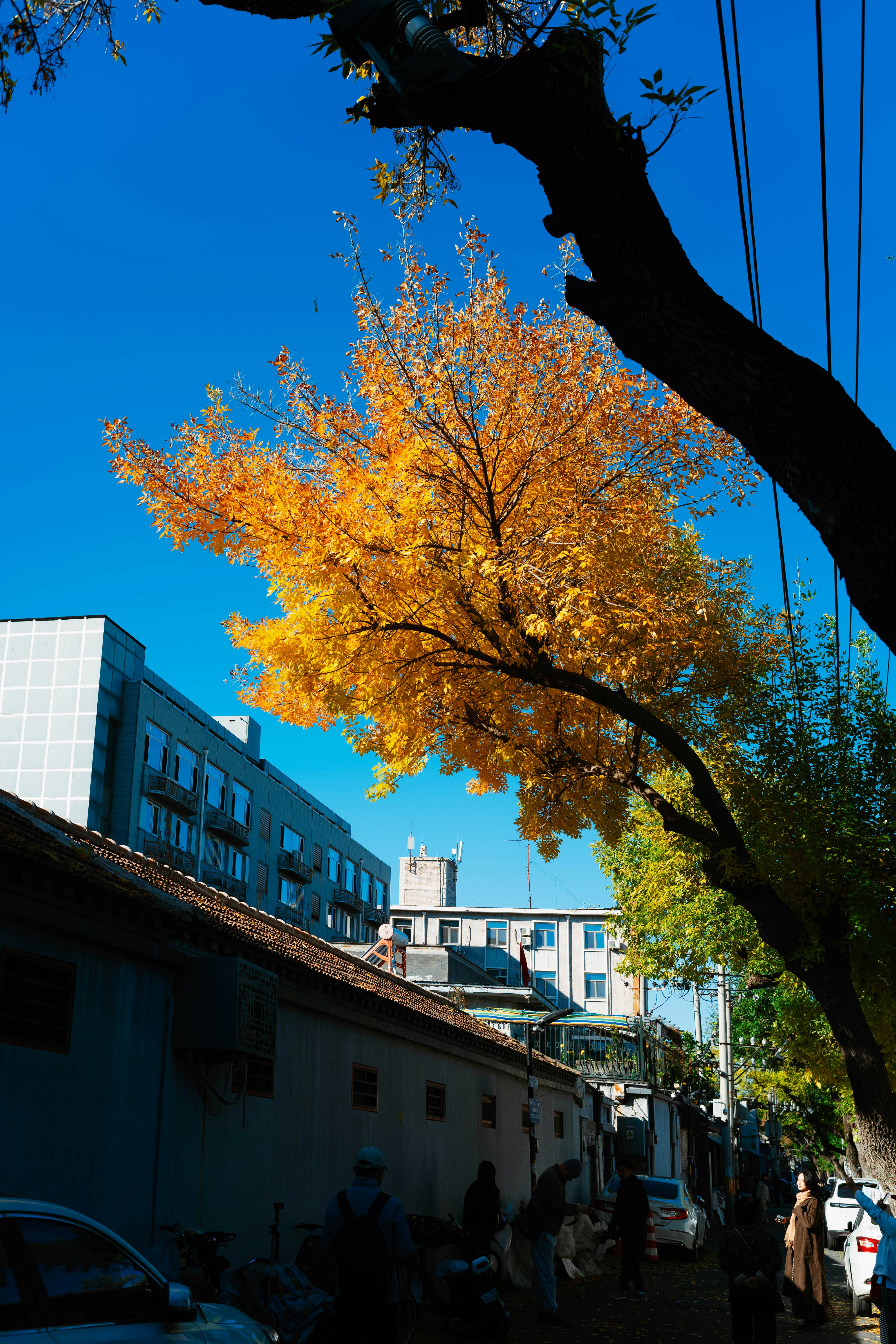 Golden Canopy over a Narrow Urban Street on a Clear Autumn Day