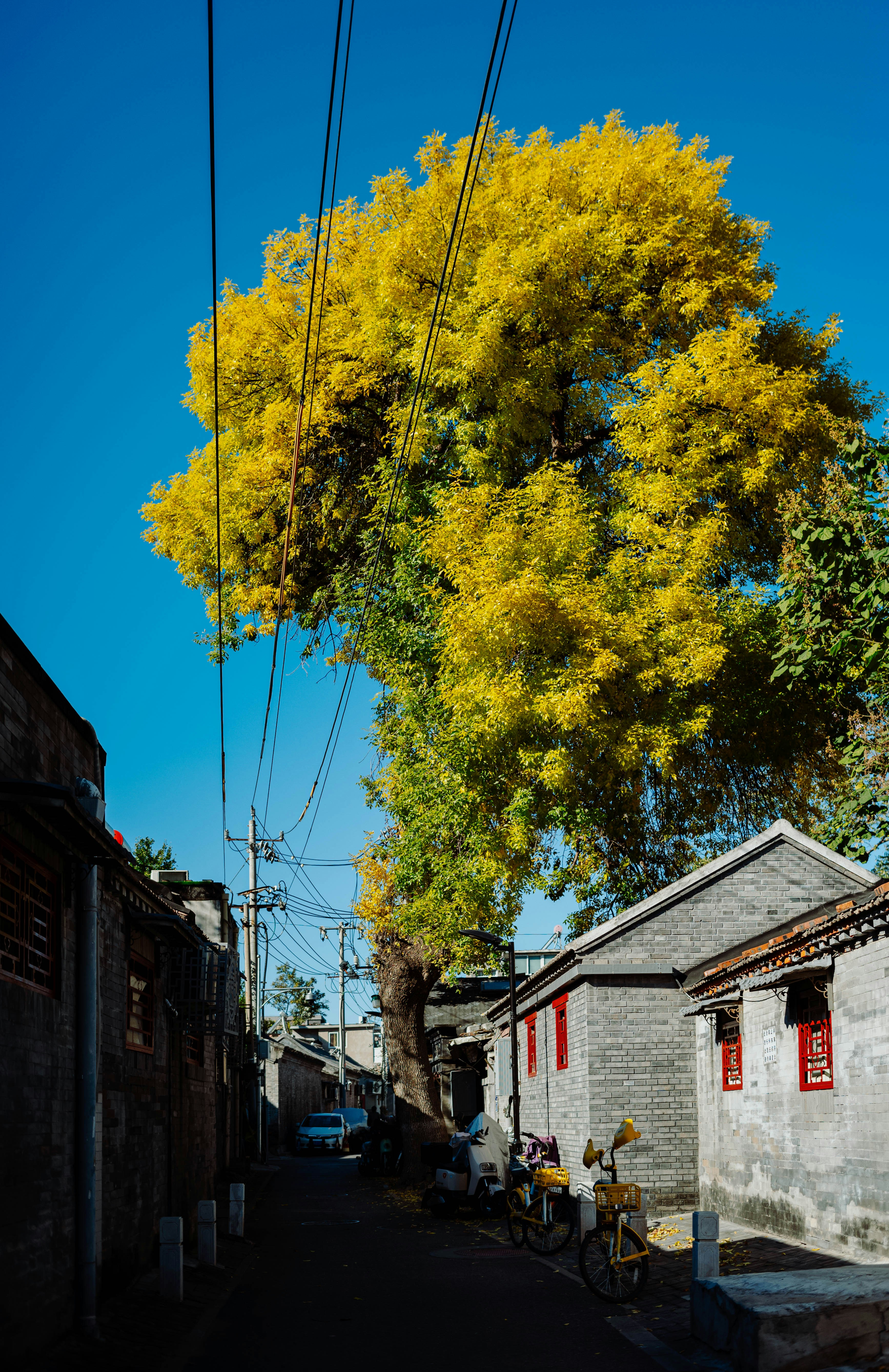 Golden Canopy Over a Quiet Alleyway Under a Sapphire Sky