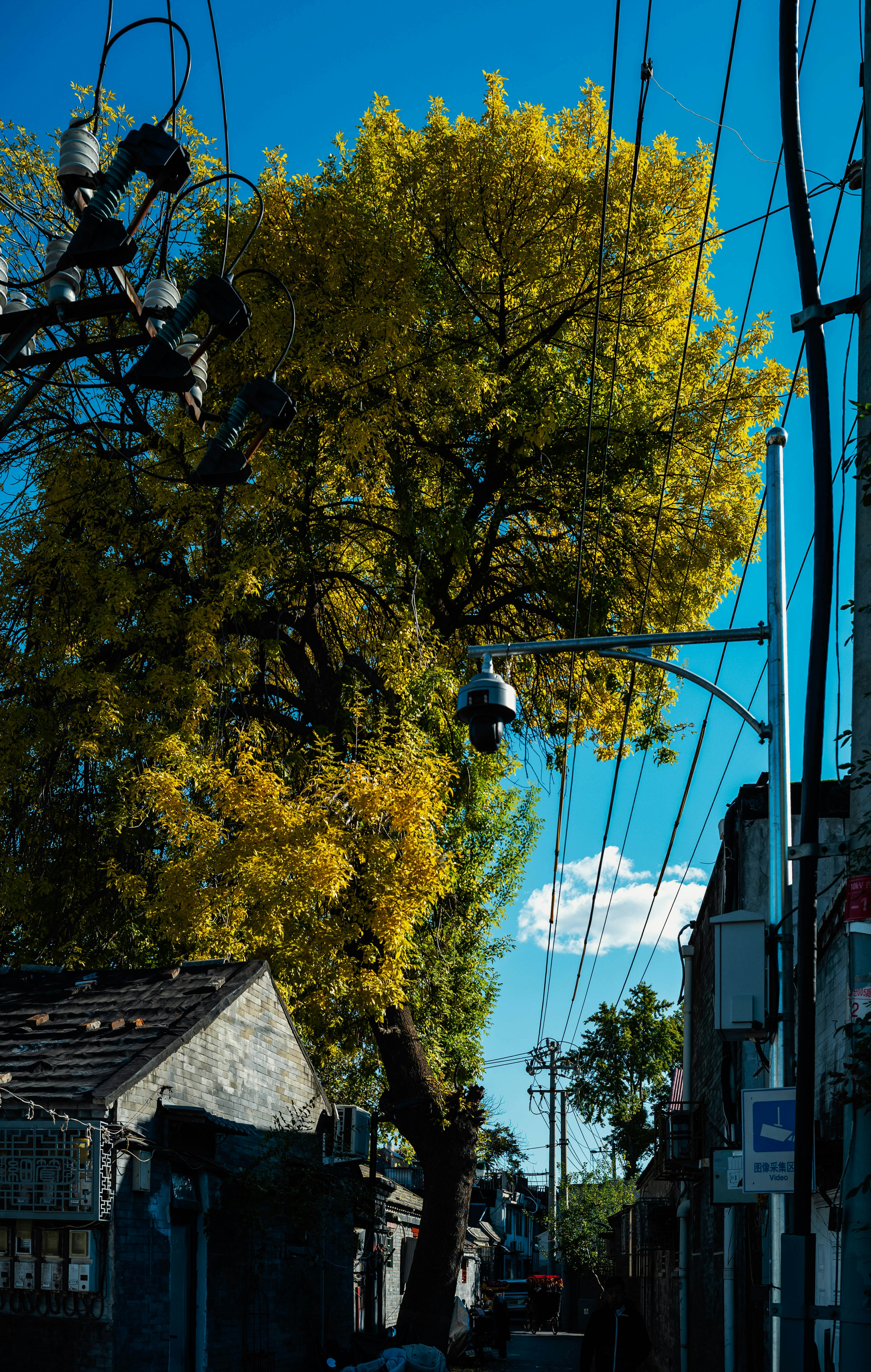 Golden Canopy Over a Quiet Calle Under a Tangle of Wires