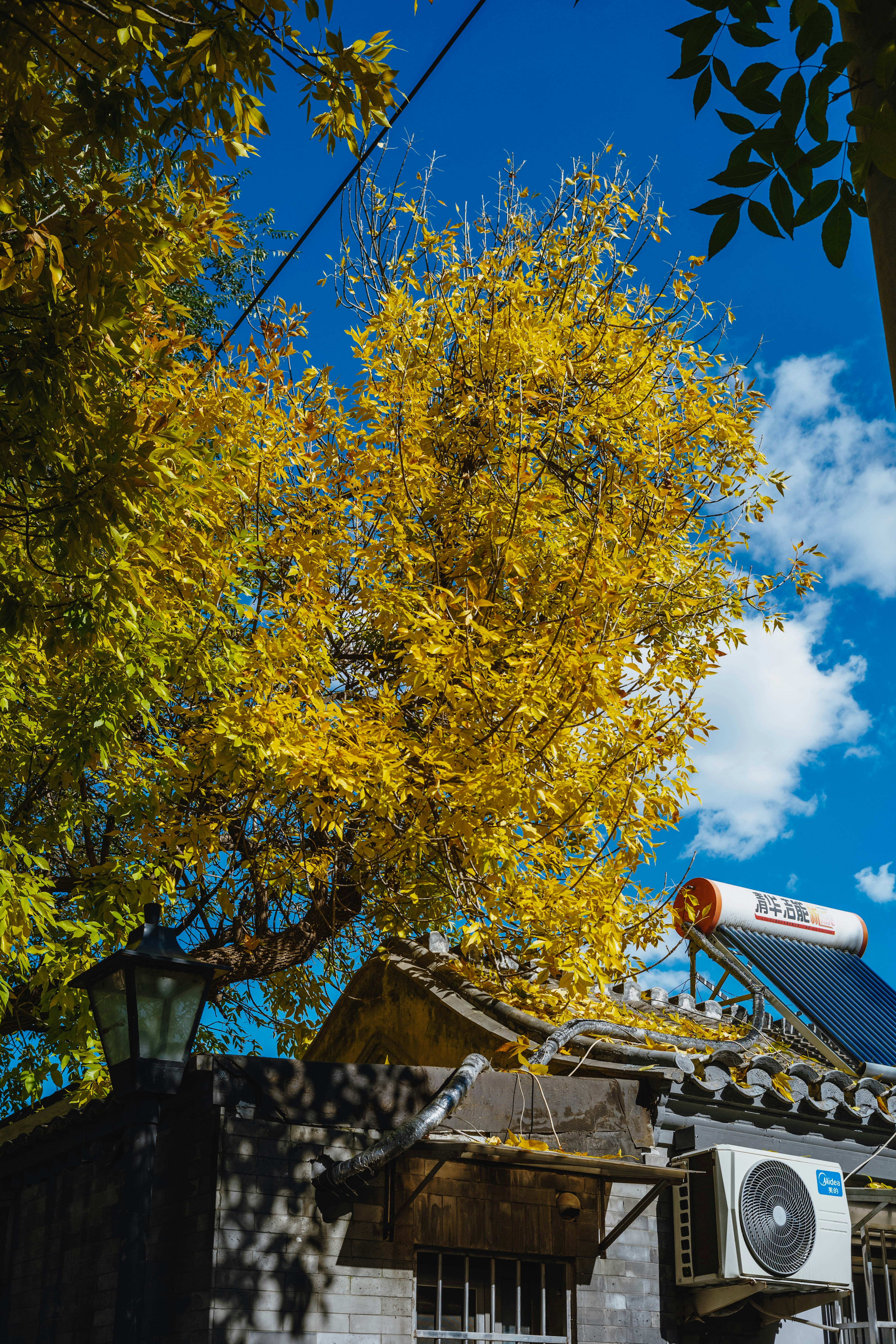 Autumnal Gold Canopy Over a Classic Rooftop Against a Vivid Blue Sky