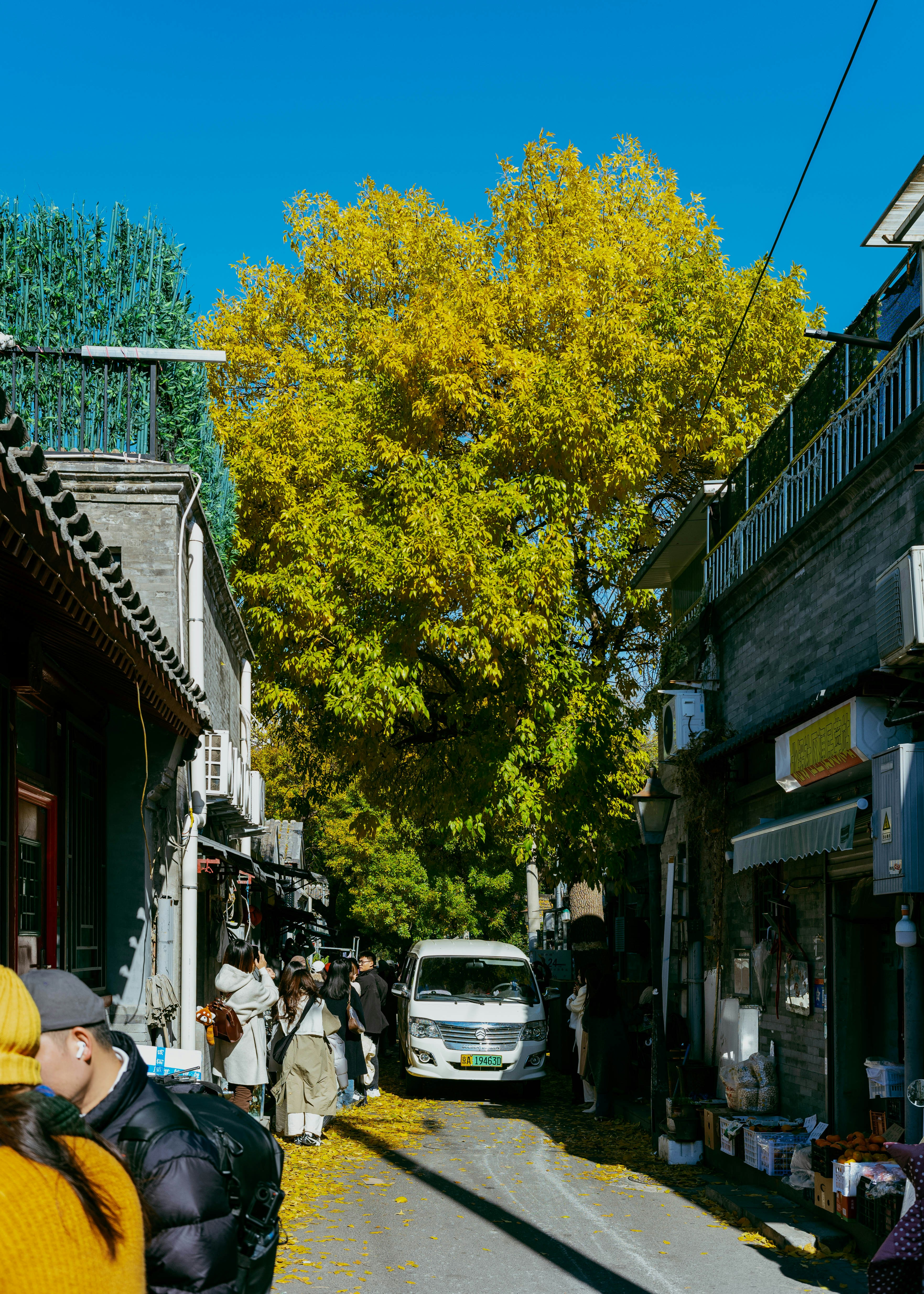 Gilded Canopy Street: Market Life Under a Sunlit Yellow Tree