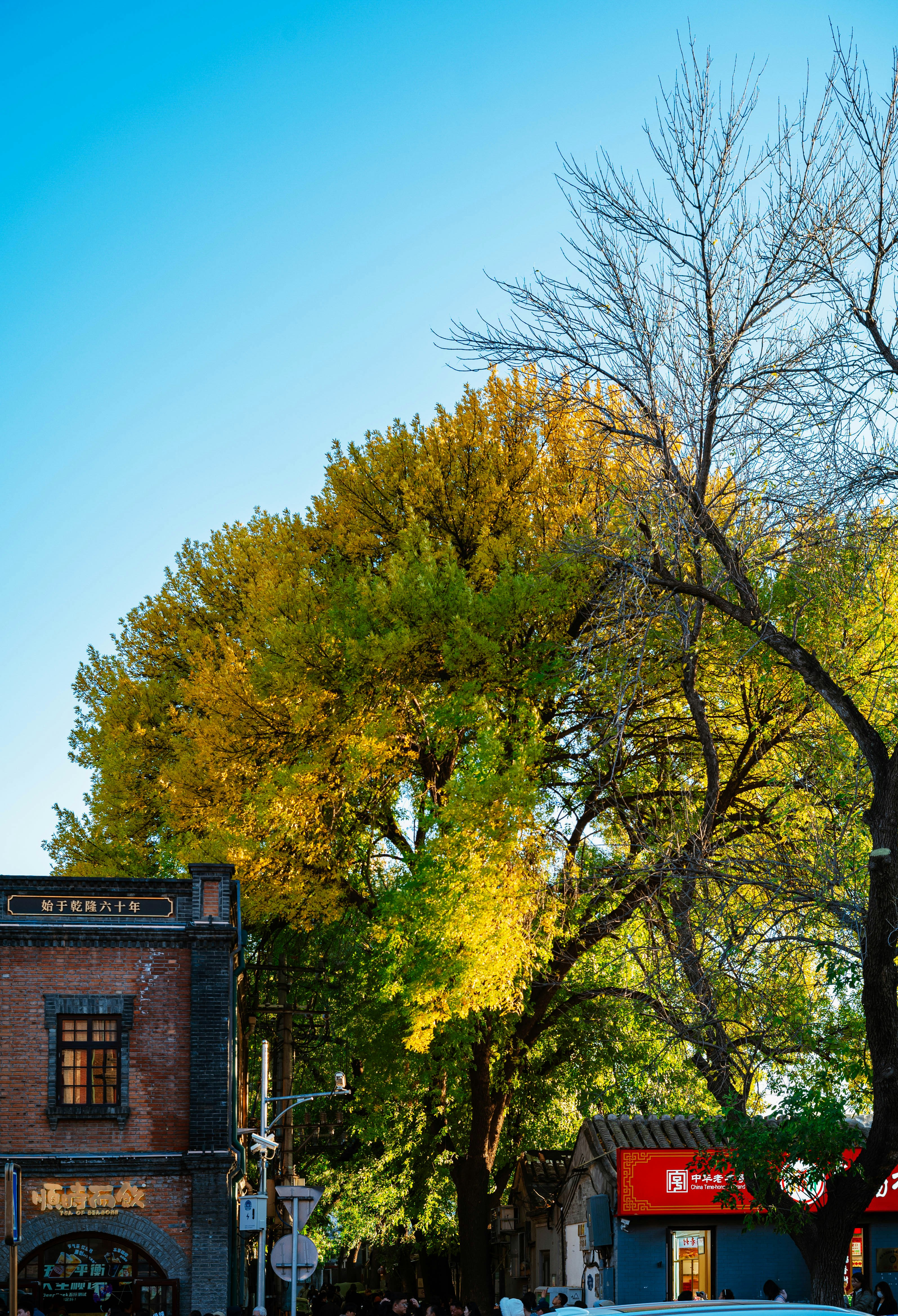 Autumn Corner: A Quiet Street Framed by Leafy Vistas