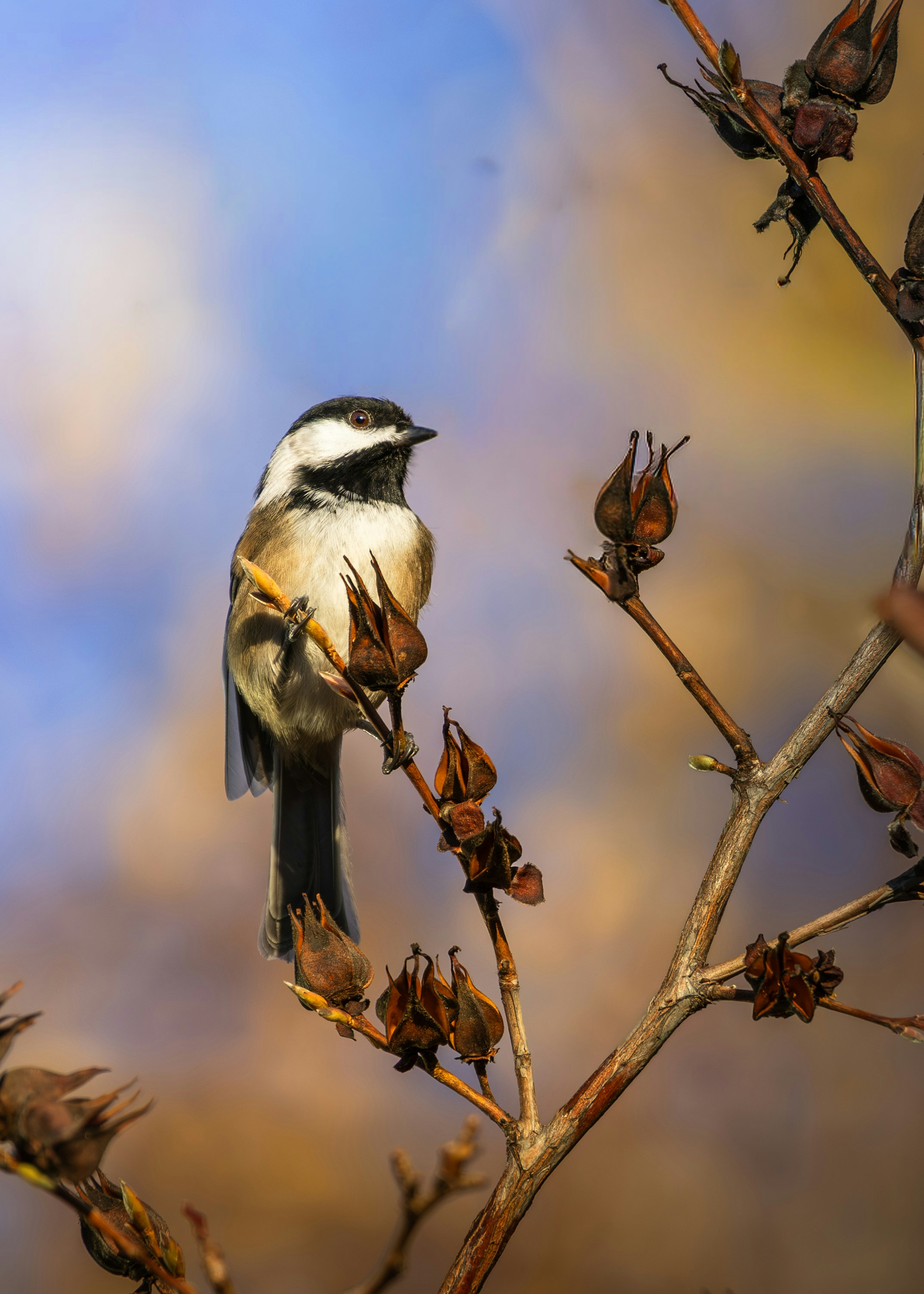 Winter Quiet: Black-capped Chickadee Perched on a Thorny Twig