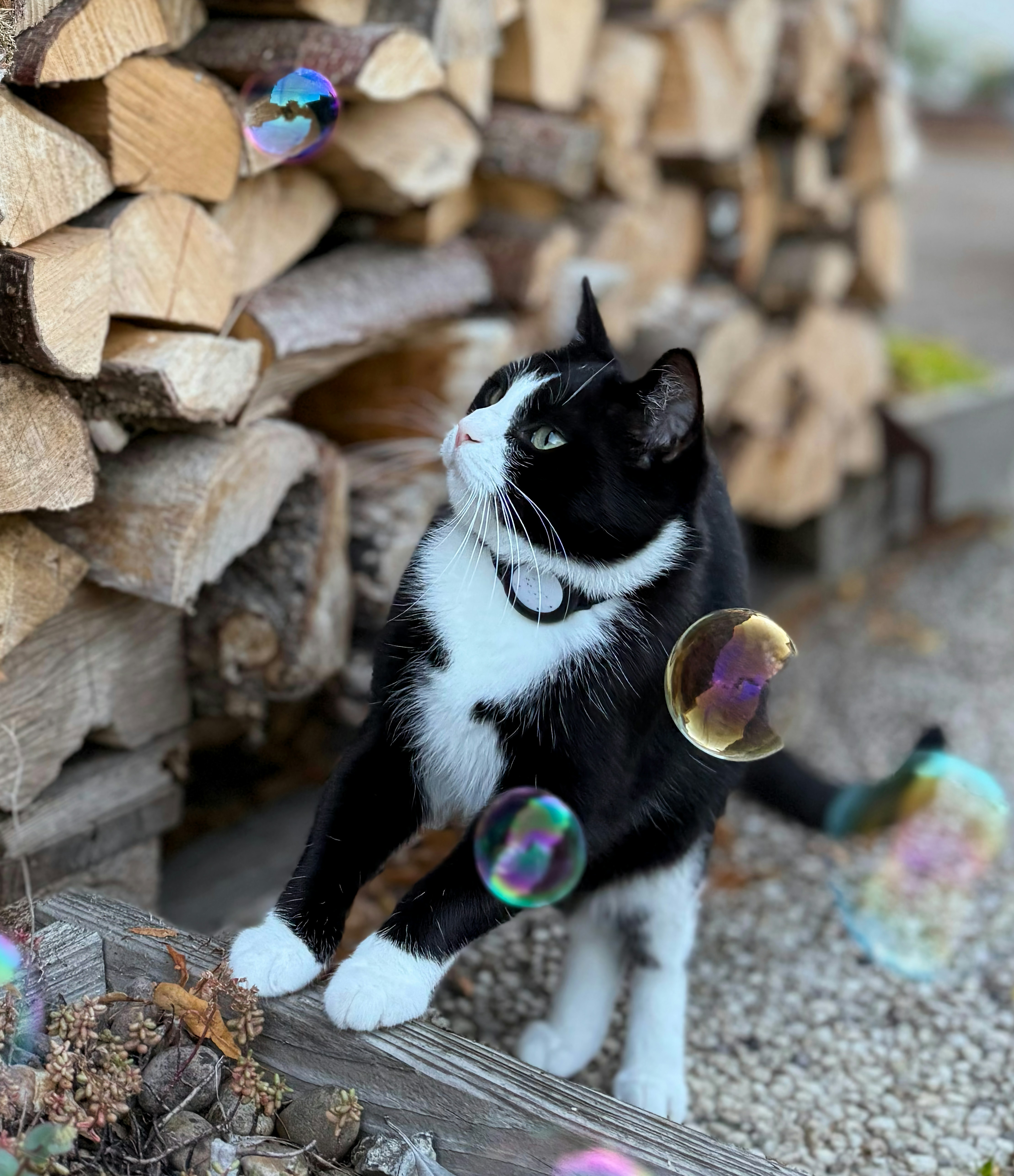 Bubble-Gazer by the Woodpile: A Curious Cat Sees Iridescent Bubbles