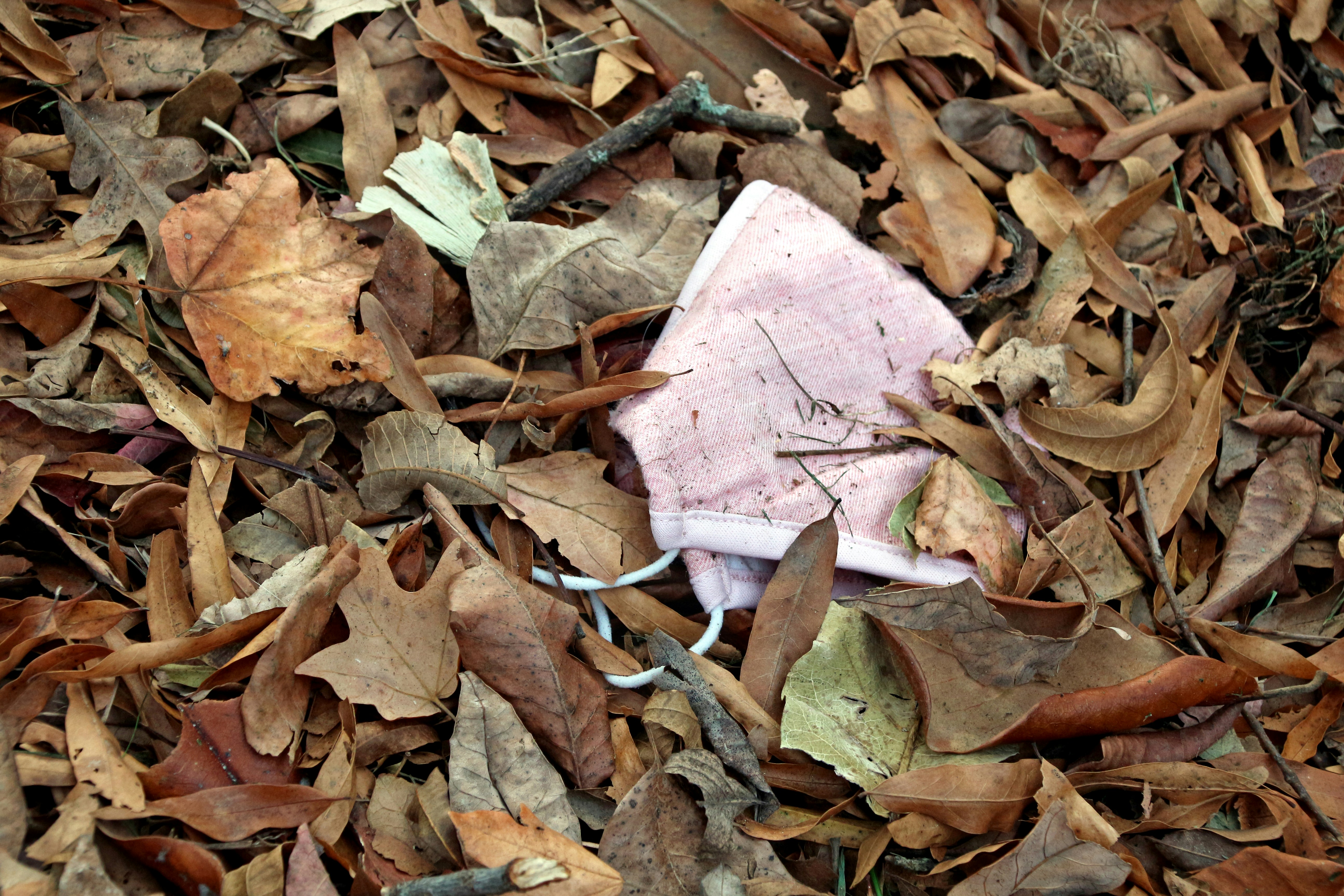 "Unmasked" --- A discarded pink facemask in a pile of dead leaves.