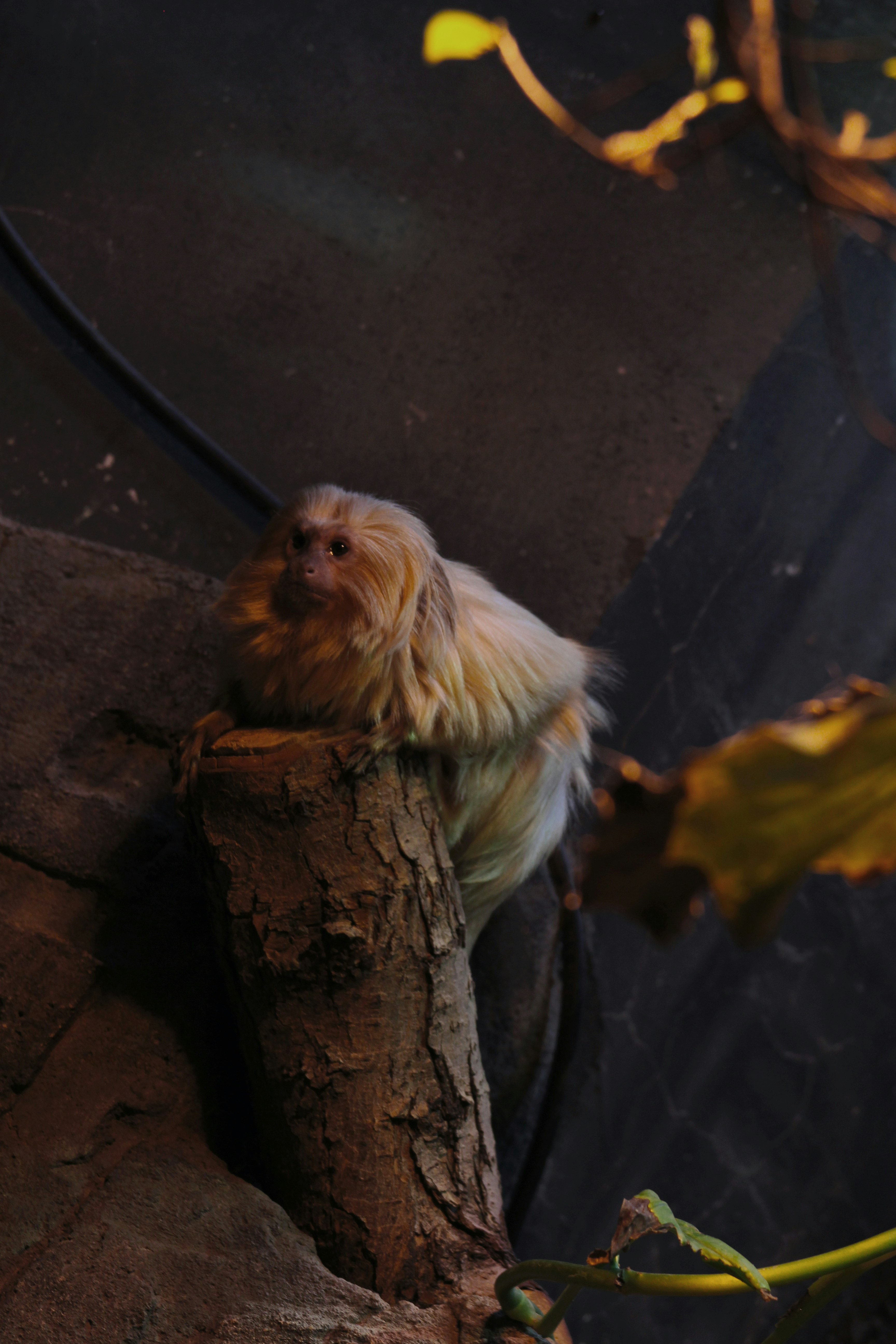 A small monkey with golden fur sits on a log. photo – Free Animal Image ...