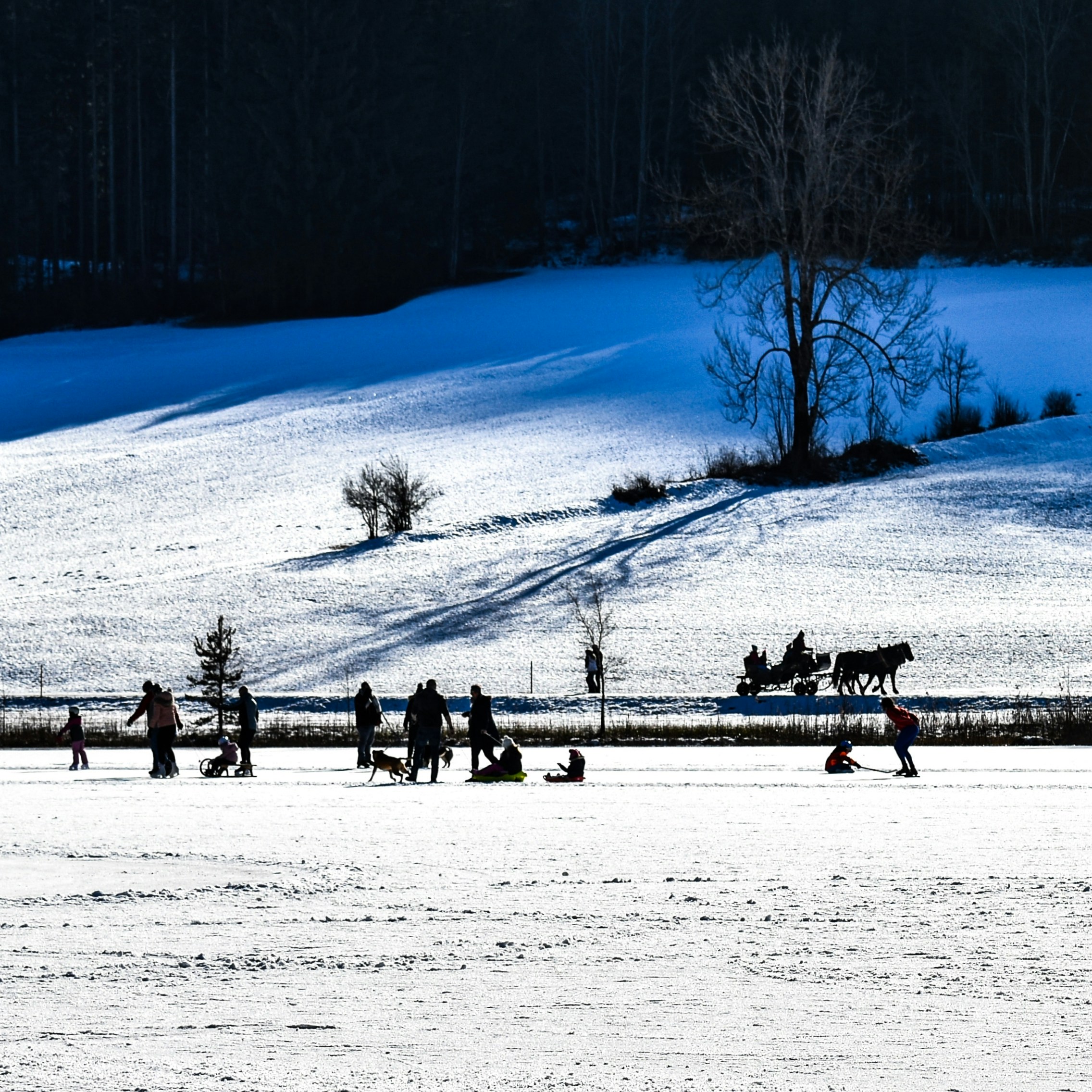 Frosty Gathering on a Snowlit Meadow