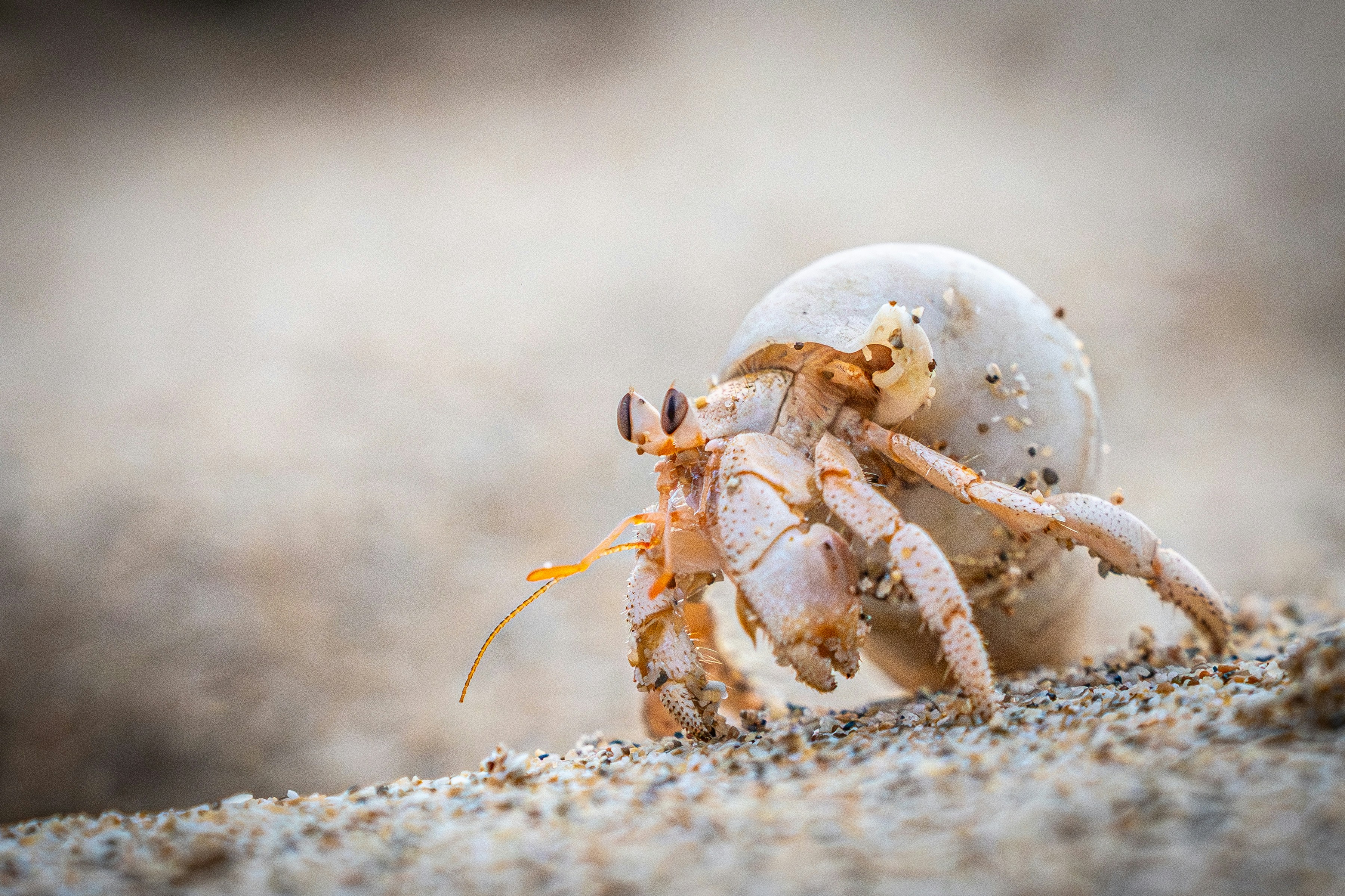 A hermit crab moving house amongst the sand