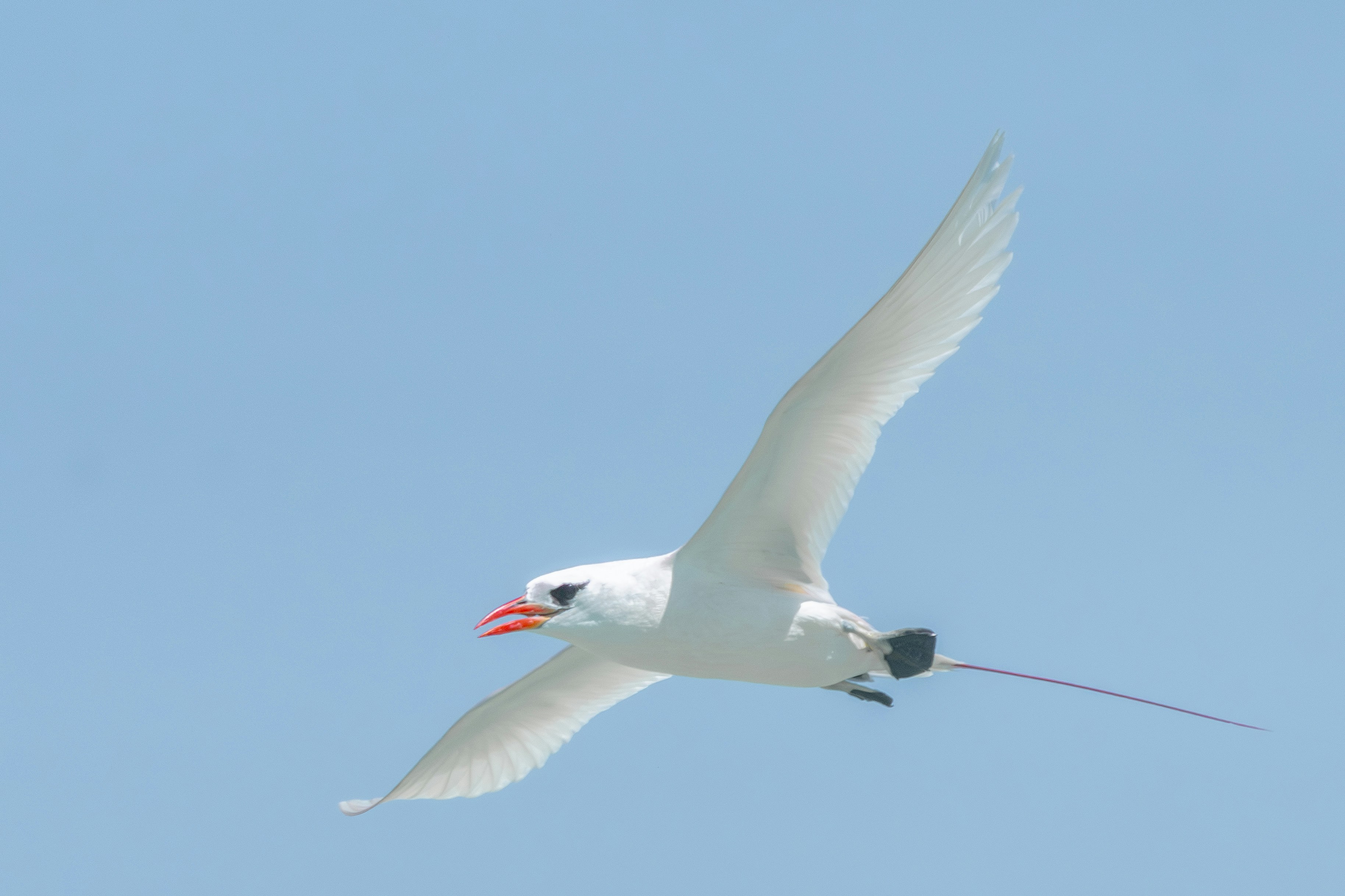 Crimson-Beaked Gull in Free Flight Across a Clear Blue Expanse
