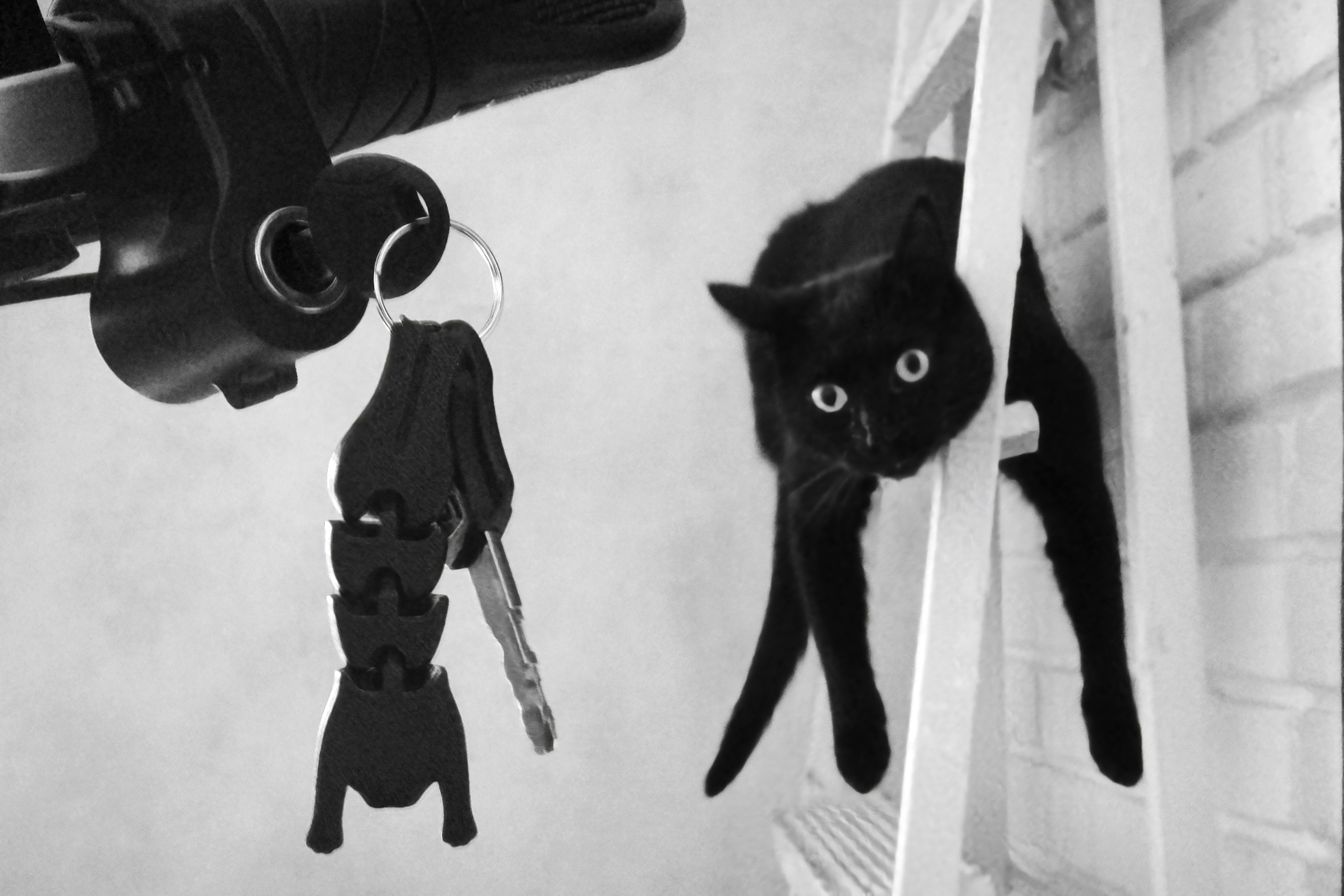 Mono Moment: A Camera, a Key, and a Cat Across the Frame