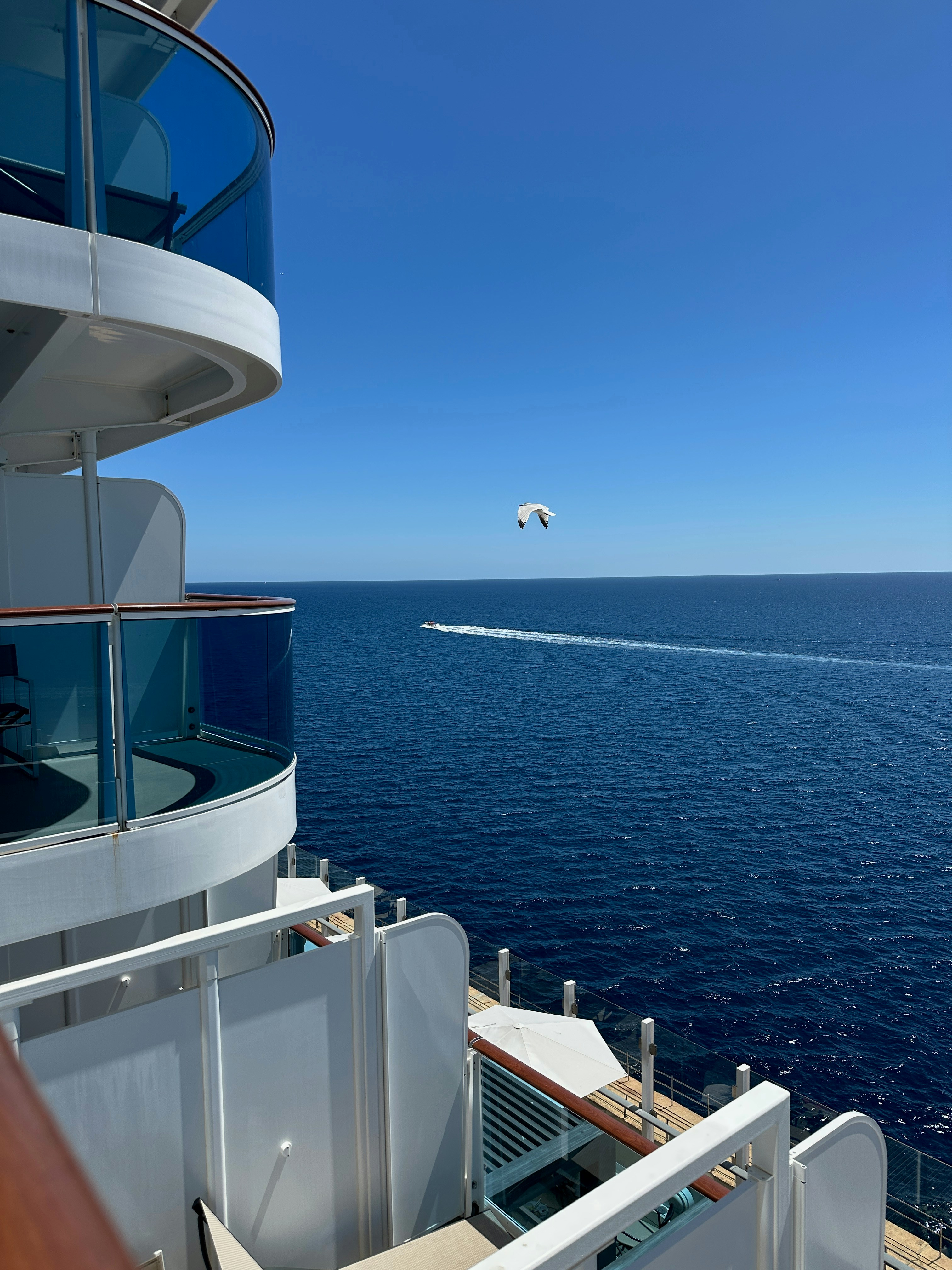 Seagull over cobalt sea from a cruise ship balcony