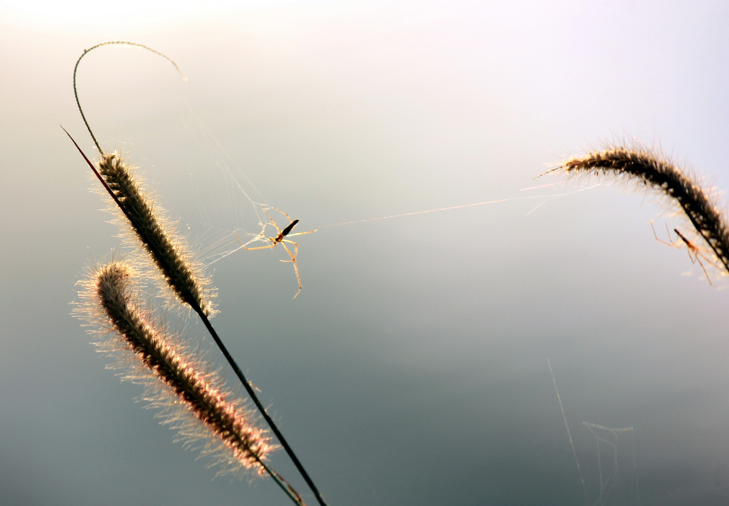 A tiny spider hanging on a web strung across fuzzy blades of grass.