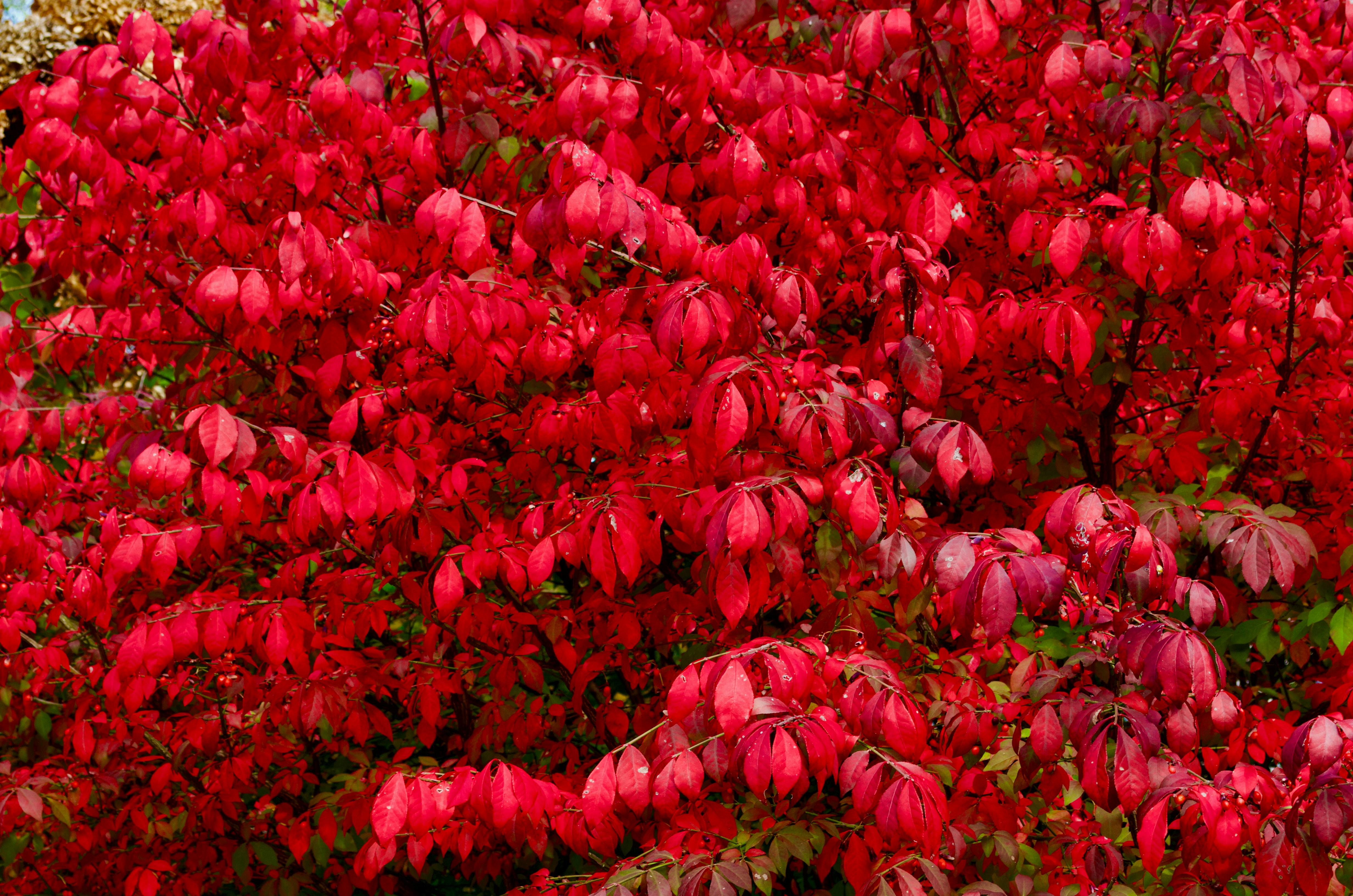 Crimson Canopy: A Dense Tapestry of Maple Leaves