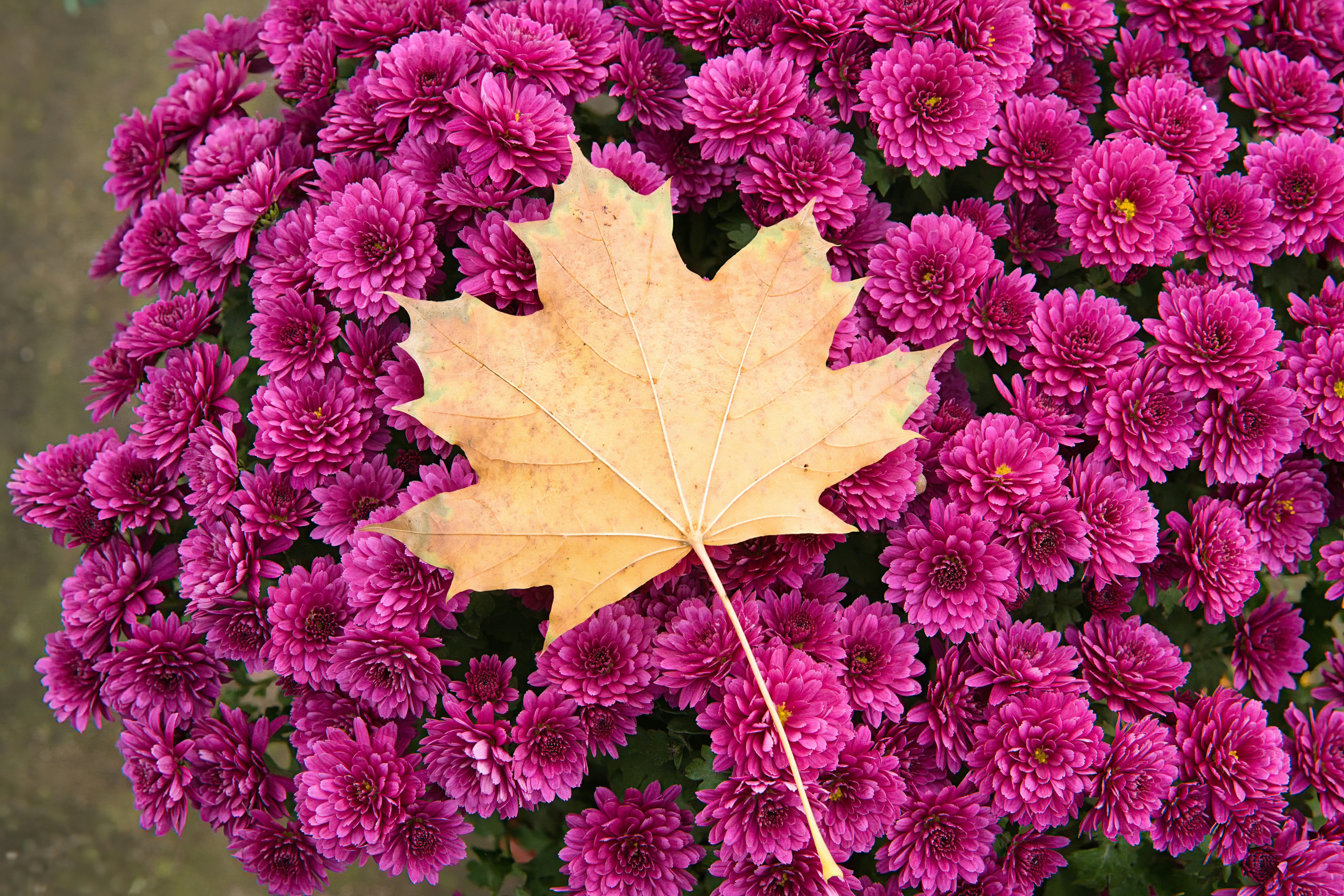Autumn Maple Leaf Resting on Velvet Magenta Chrysanthemums