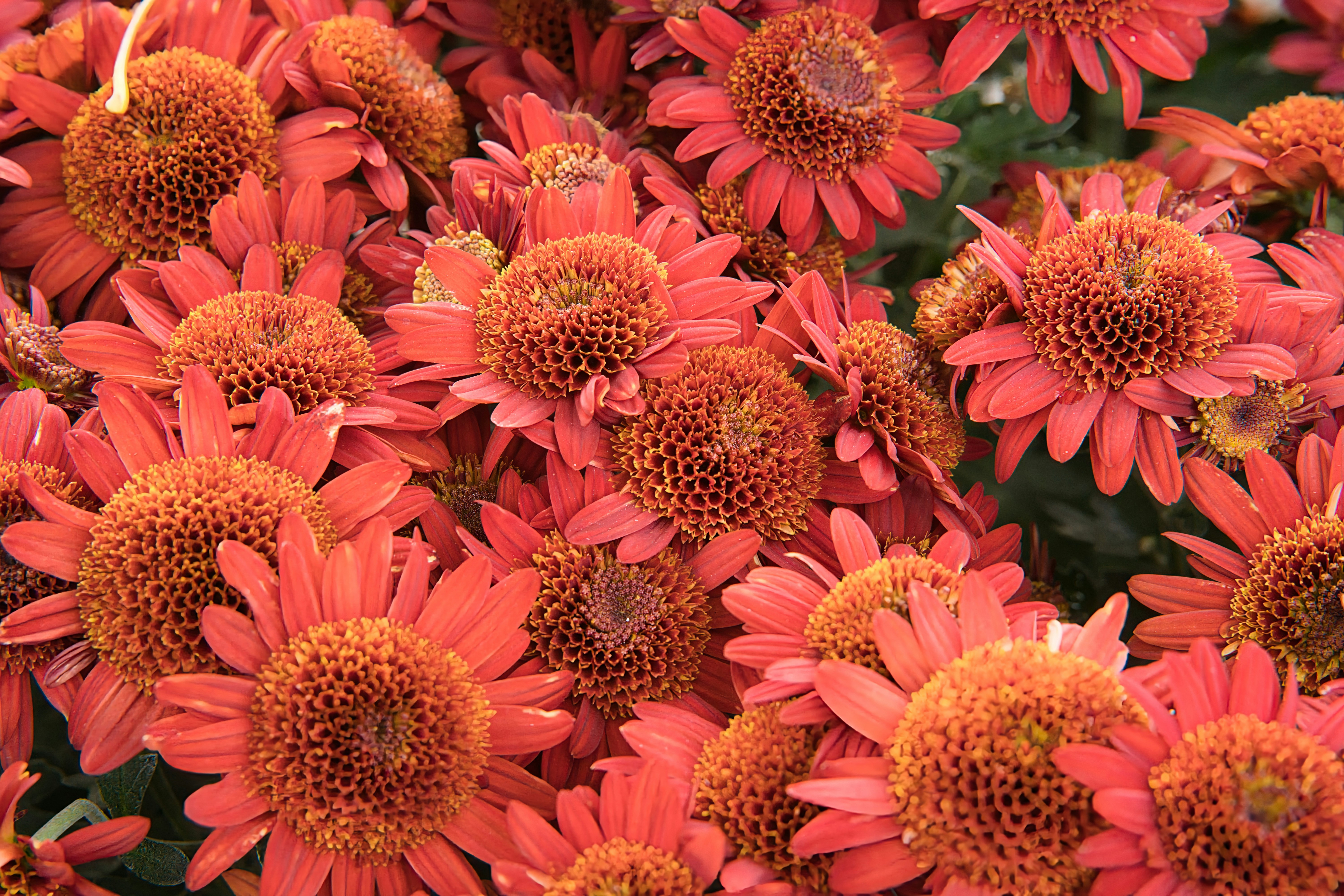 Photo by Tadeusz Zachwieja with Sony Alpha 7R V