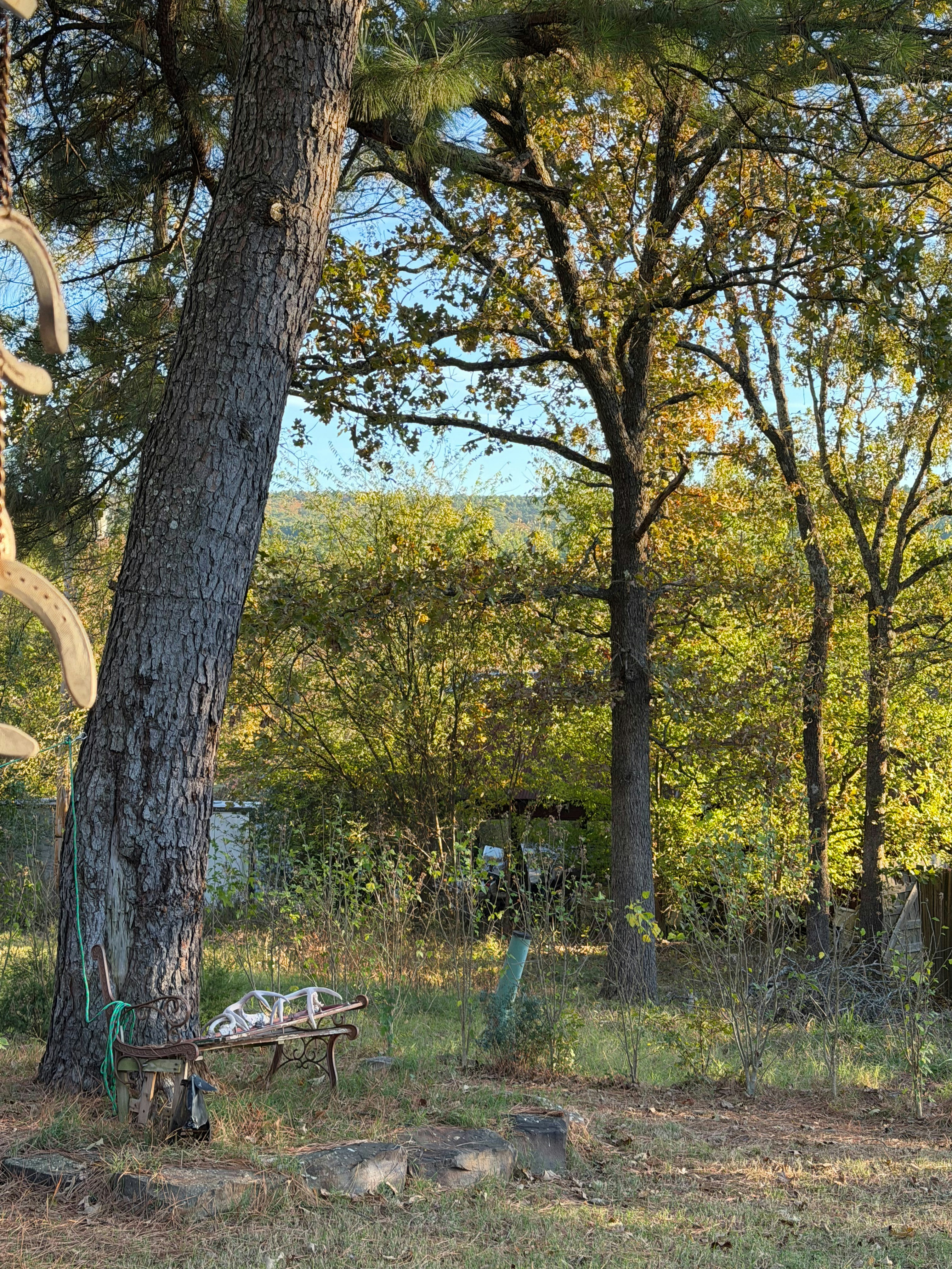 Photograph of a sunlit backyard scene featuring a weathered bench beneath tall pine trees and a hedged backdrop.