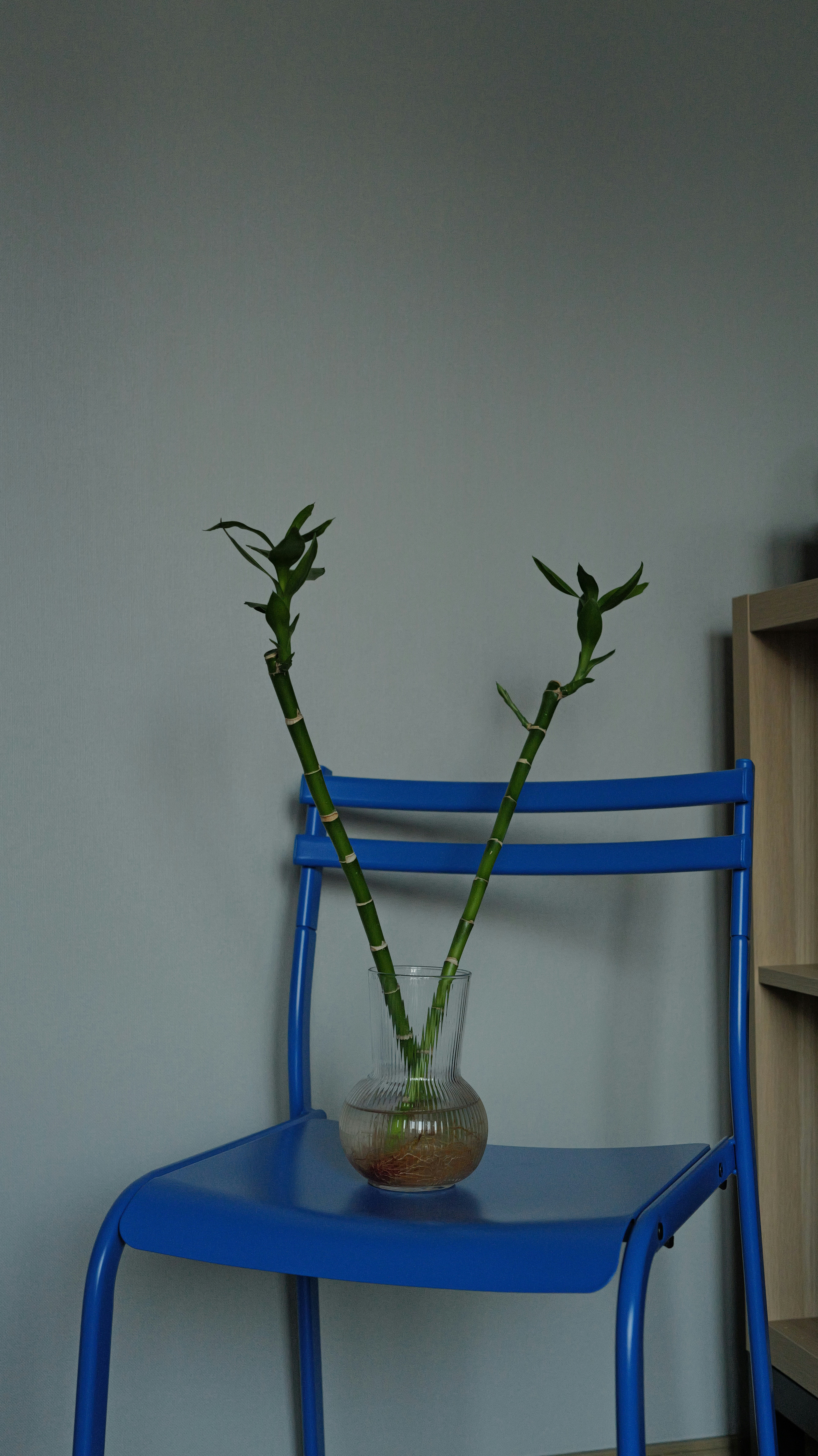 Azure Chair Still Life: Bamboo in a Glass Vessel