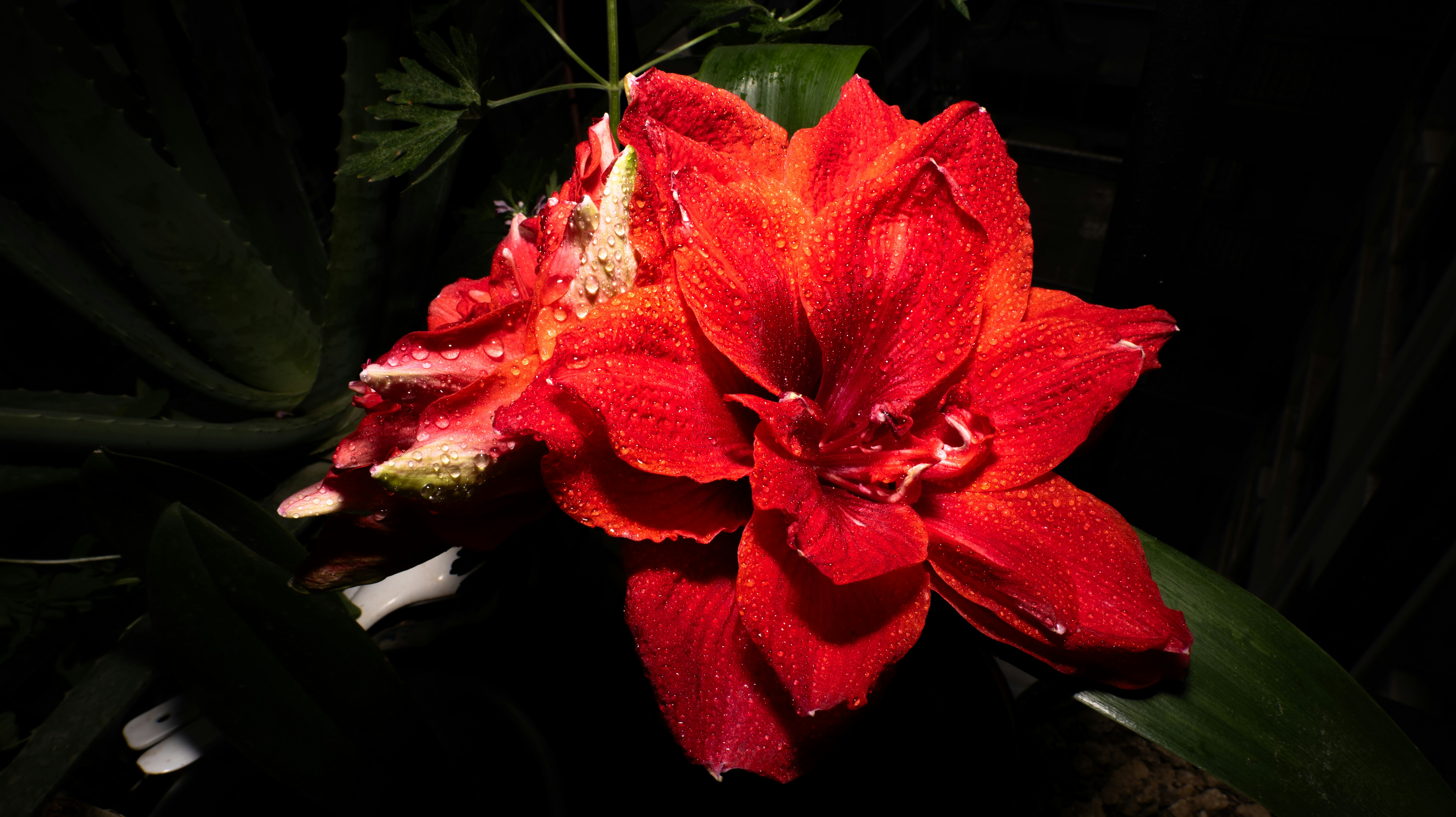Crimson Bloom in Velvet Light: Dew-kissed Petals in a Shadowed Frame