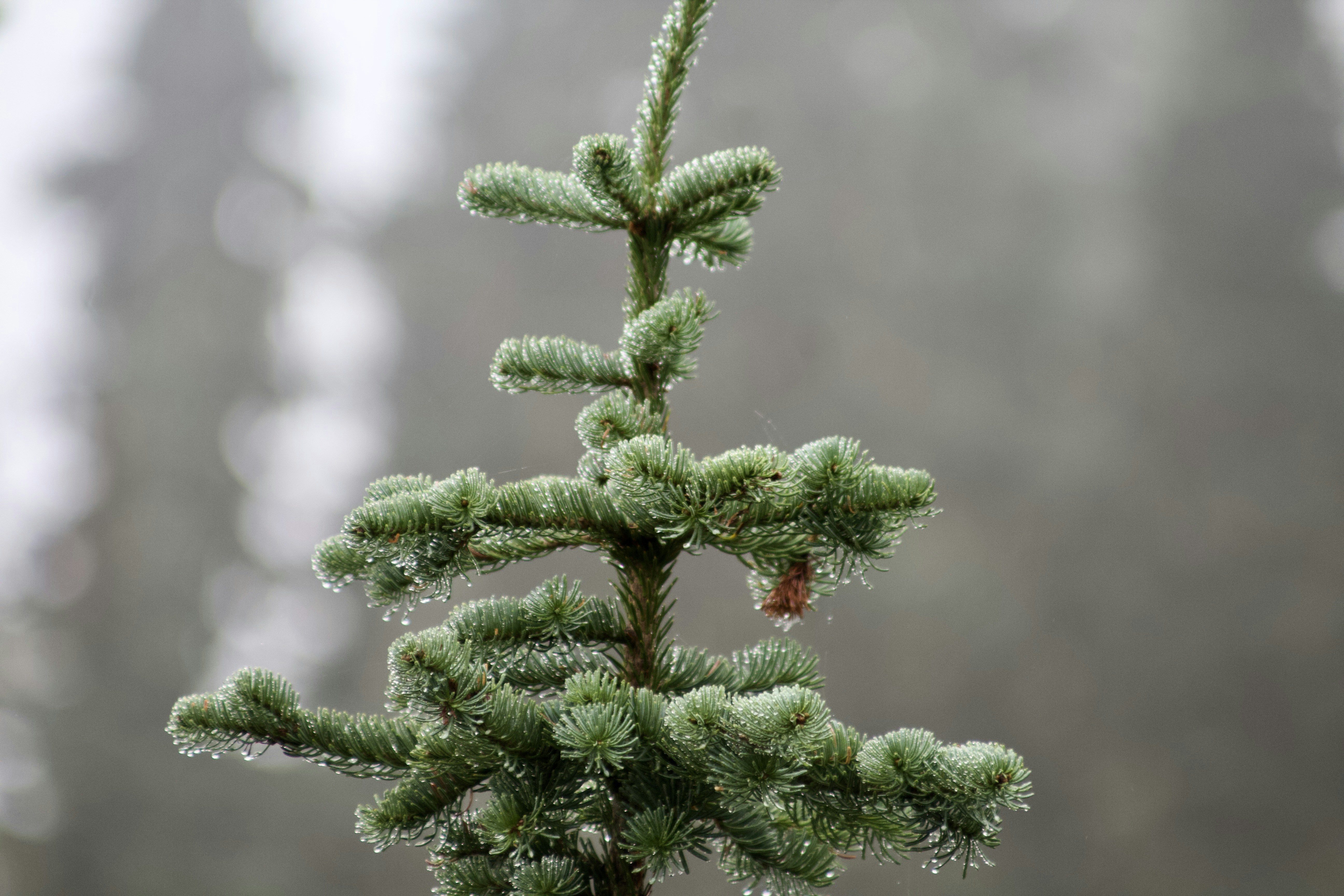 Frost-Trimmed Spruce: An Intimate Close-Up of Winter Greenery