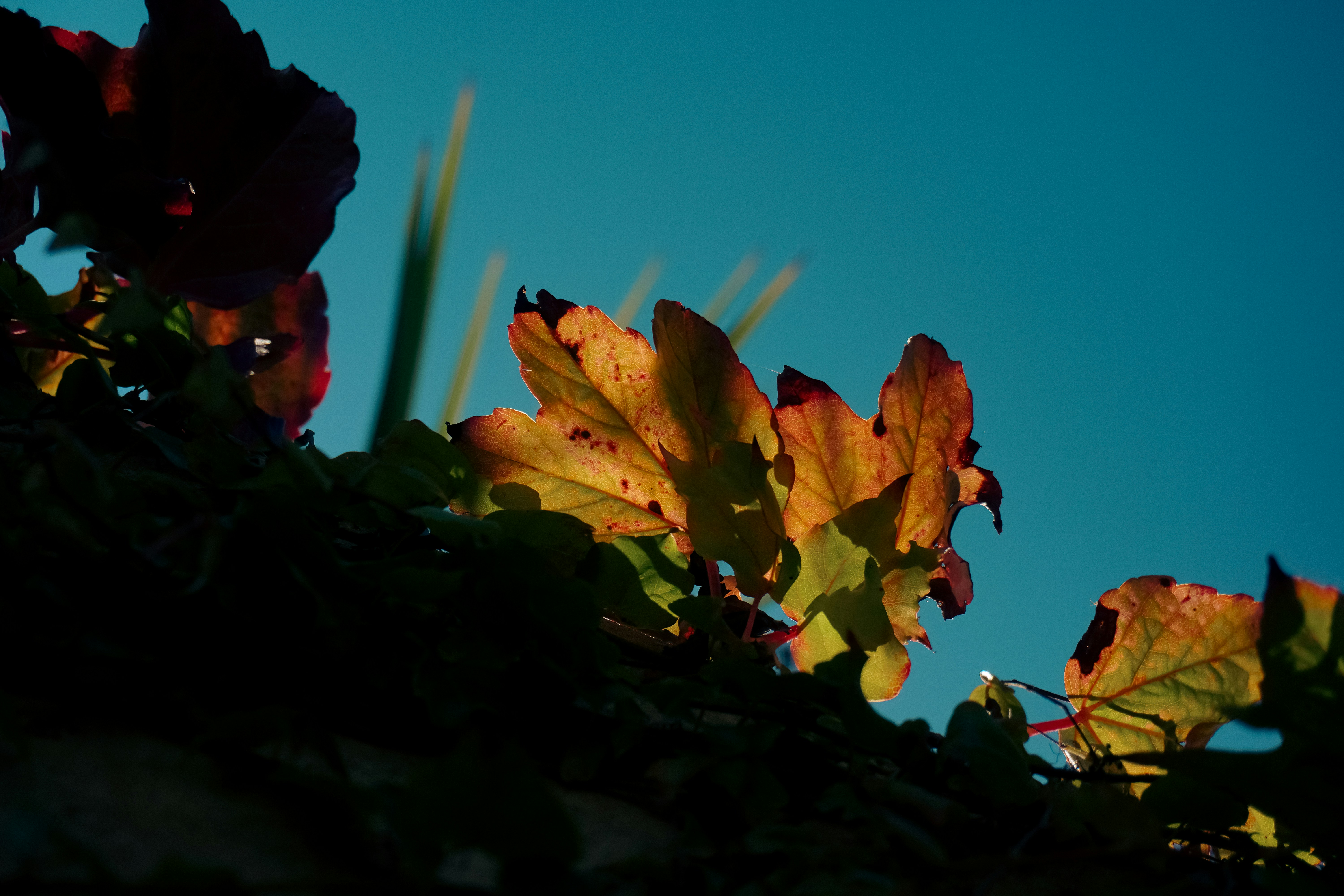 Photo by Giri with Sony Alpha 6100